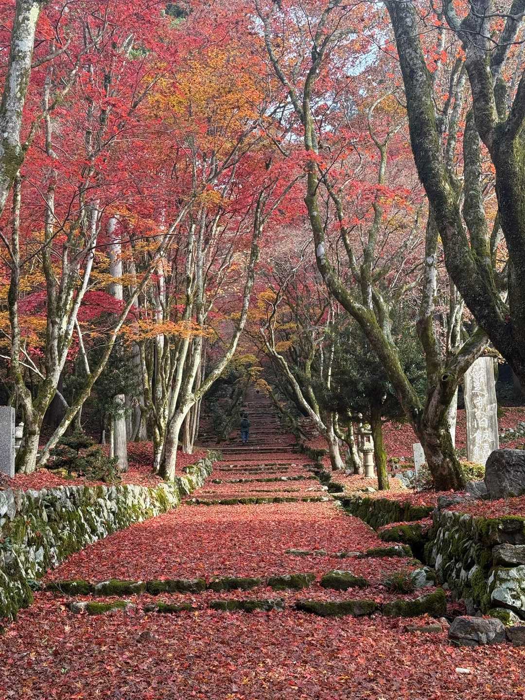 鶏足寺と己高山・神使熊山🍁 / Mikarinさんの己高山の活動データ | YAMAP / ヤマップ