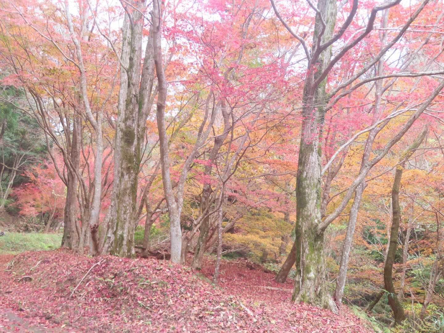 秋の四王寺山🍁 / 亀吉さんの四王寺山・大城山・大原山の活動データ | YAMAP / ヤマップ