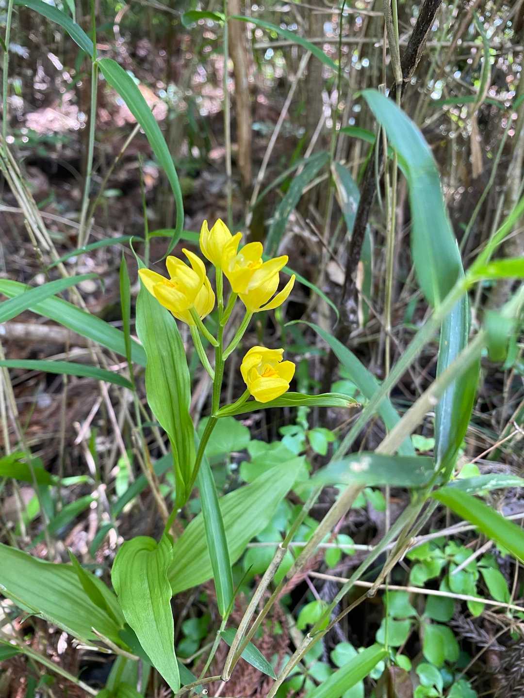 中宇利丸山・扇山・富幕山 / Guestさんの富幕山・尉ヶ峰・竜ヶ石山の活動データ | YAMAP / ヤマップ