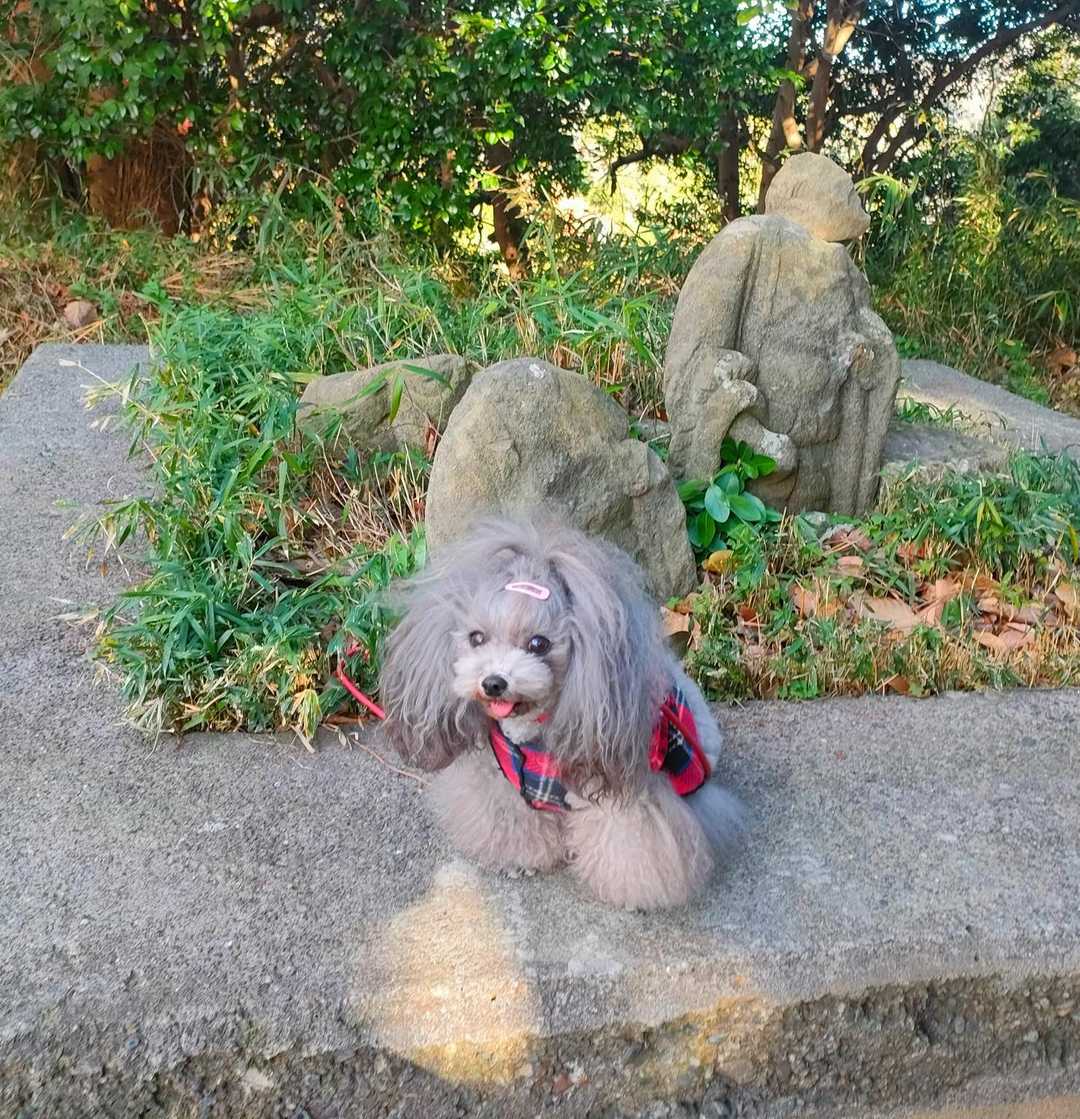 祇園山・源氏山 / まるちゃんさんの鎌倉アルプス（大平山・天台山）の活動データ | YAMAP / ヤマップ