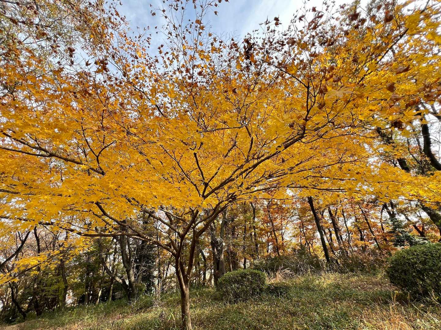 仙元山公園散歩🚶 / medamonさんの中山道（熊谷宿・深谷宿）の活動データ | YAMAP / ヤマップ