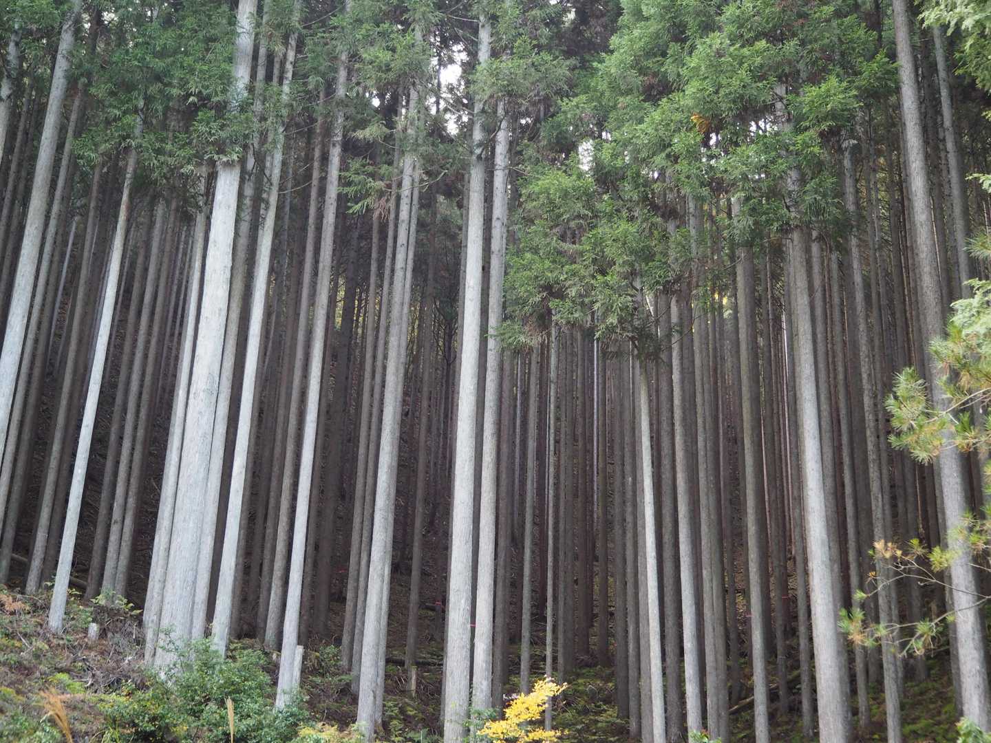 京都トレイル・京北コース② / mororonさんの京北トレイル（黒尾山・天童山）の活動データ | YAMAP / ヤマップ