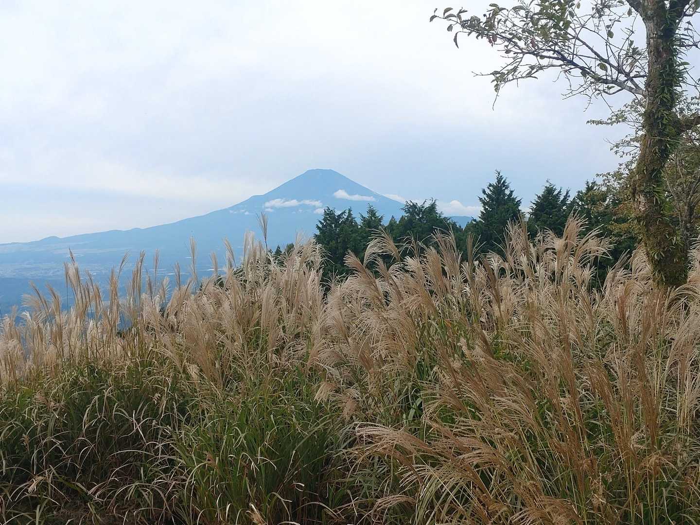 宮地山・タコチバ山・シダンゴ山・ダルマ沢ノ頭・細尾山・桜丸・丸山・フトウ山・西ヶ尾・太尾山・高... / brassicaさんの高松山・大野山の活動データ | YAMAP / ヤマップ