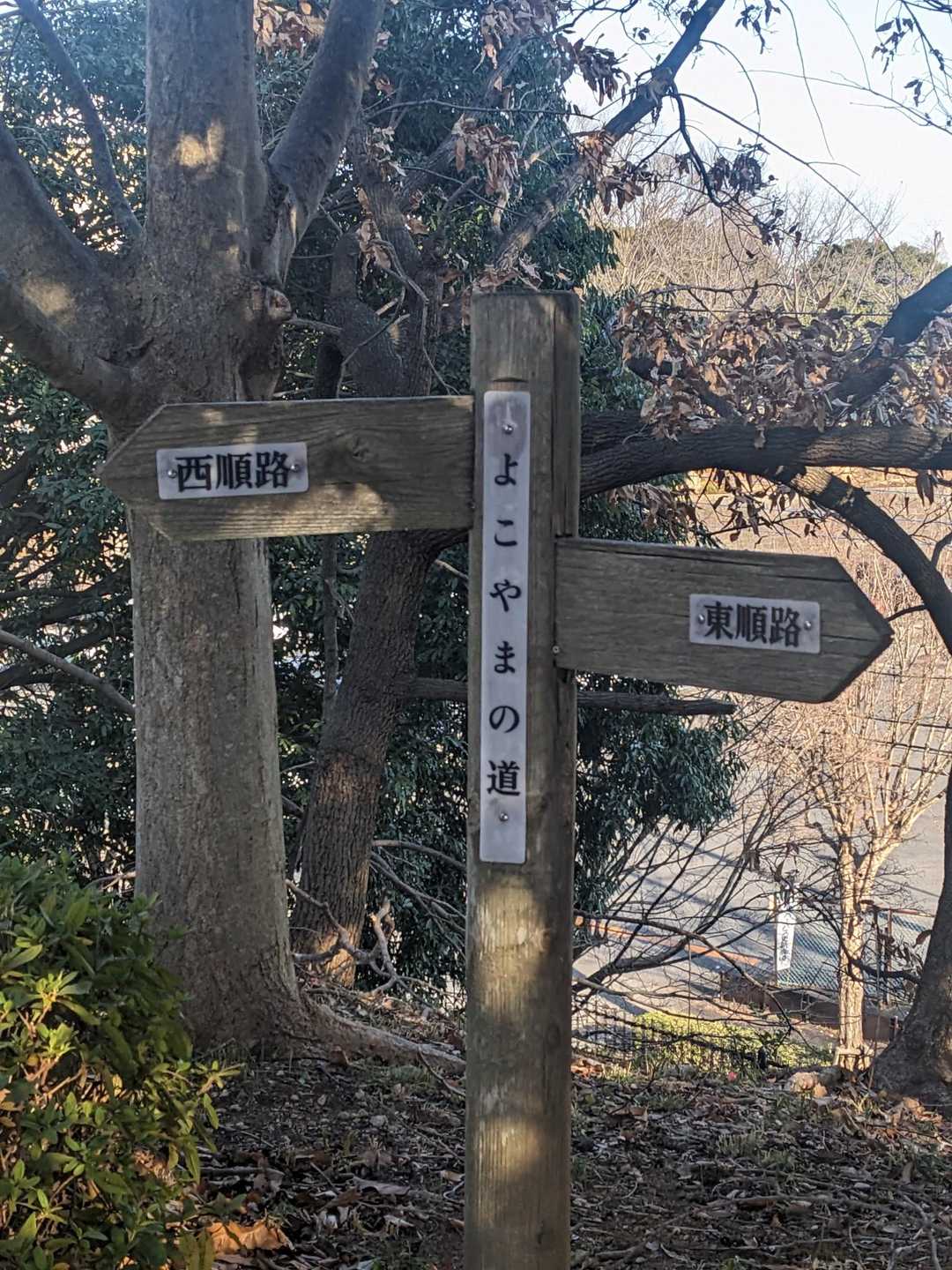 よこやまの道 2025-1-18 / ともさんの多摩よこやまの道の活動データ | YAMAP / ヤマップ