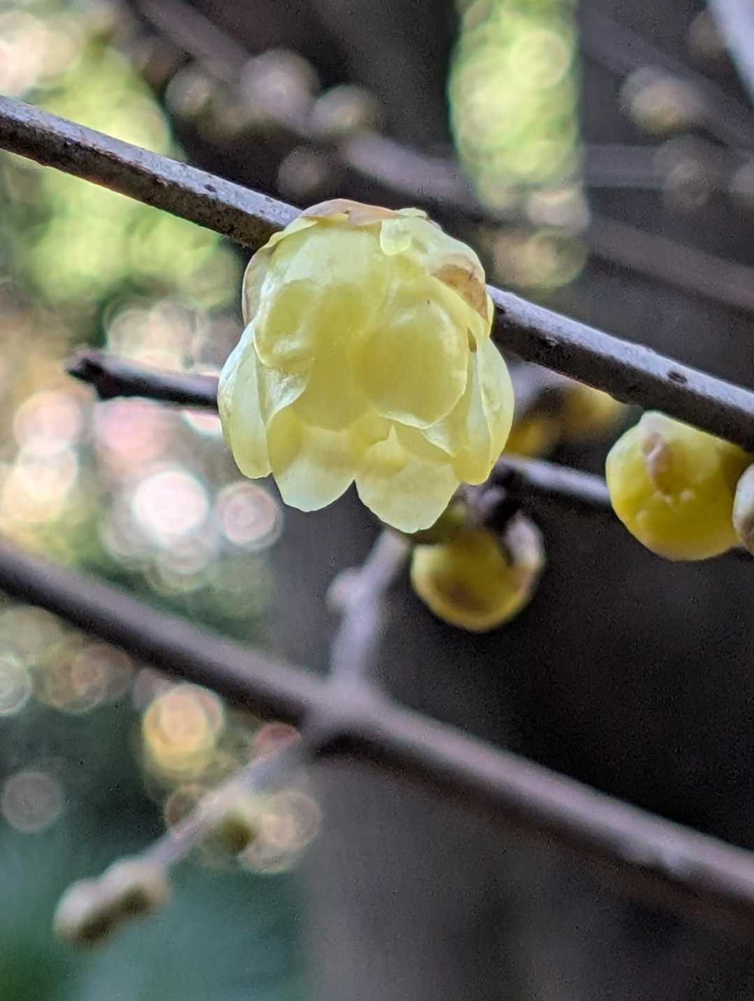 河内飯盛山〜満願登山①したよ ️ / maple sugar さんの生駒山・神津嶽・大原山の活動データ | YAMAP / ヤマップ