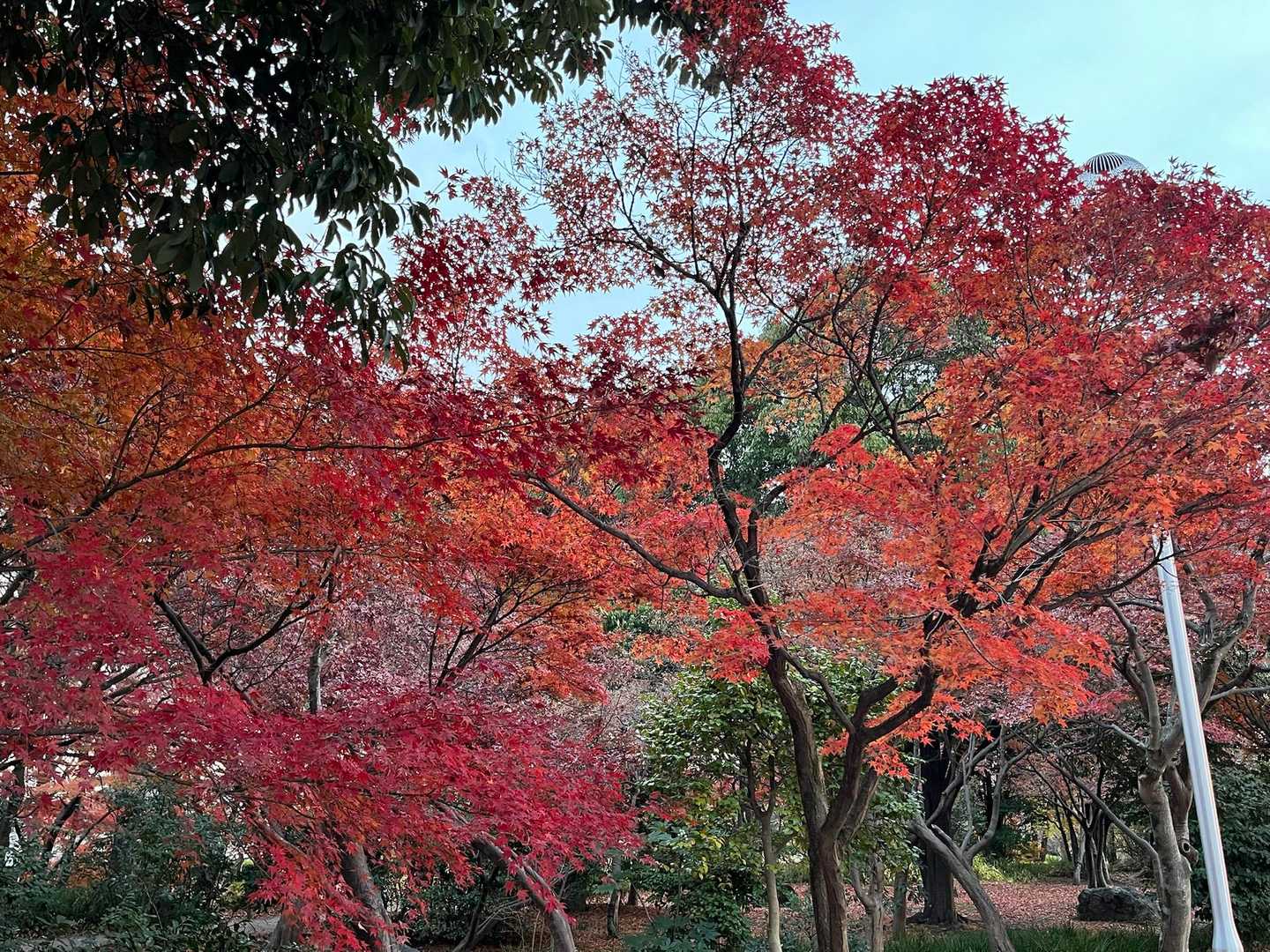 京都市 梅小路公園ラン！ / でんろくさんの京都市の活動データ | YAMAP / ヤマップ