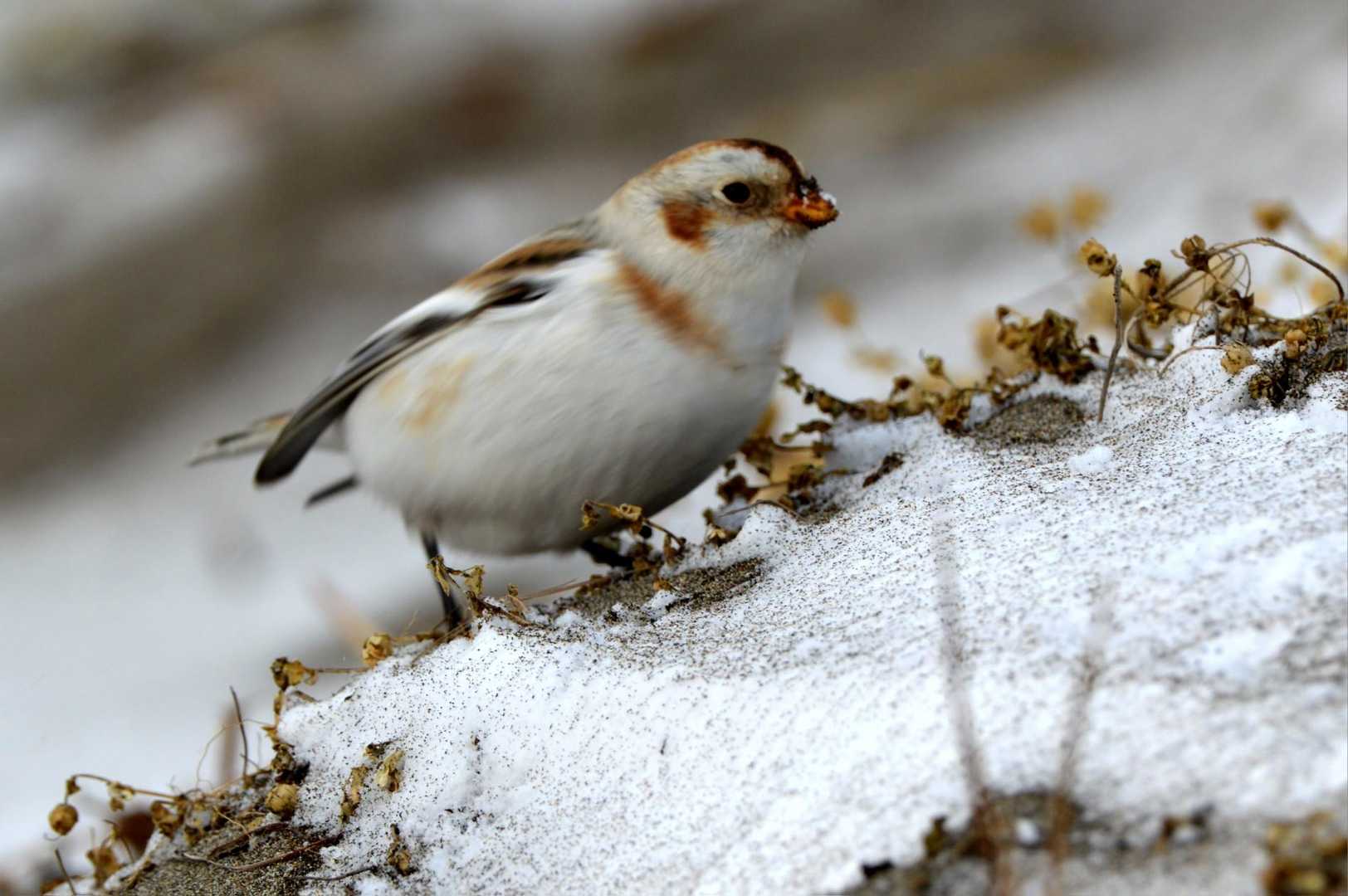 鳥散歩🐦️ / ミーさんのウォーキングの活動データ | YAMAP / ヤマップ