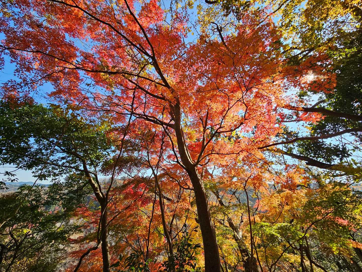 梅ヶ瀨渓谷 / たこ姫さんの大福山・梅ヶ瀬渓谷の活動データ | YAMAP / ヤマップ