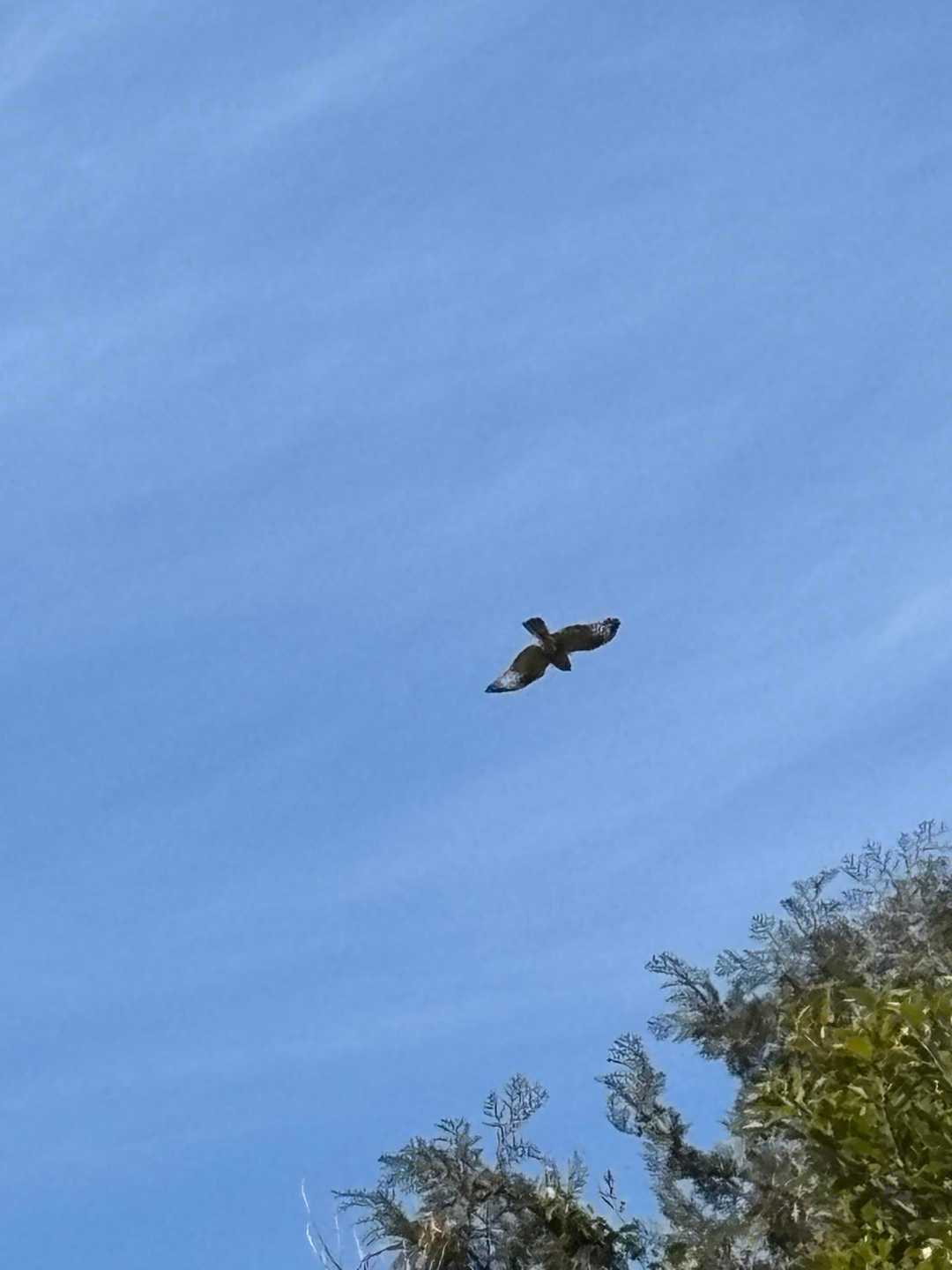 金比羅山・めし盛山・戸田山西峰・戸田山・大頭・アリーナヶ丘・馬頭岳・大谷山 / ちゃぁぁぁぁーさんの湯川山・城山・孔大寺山の活動データ ...