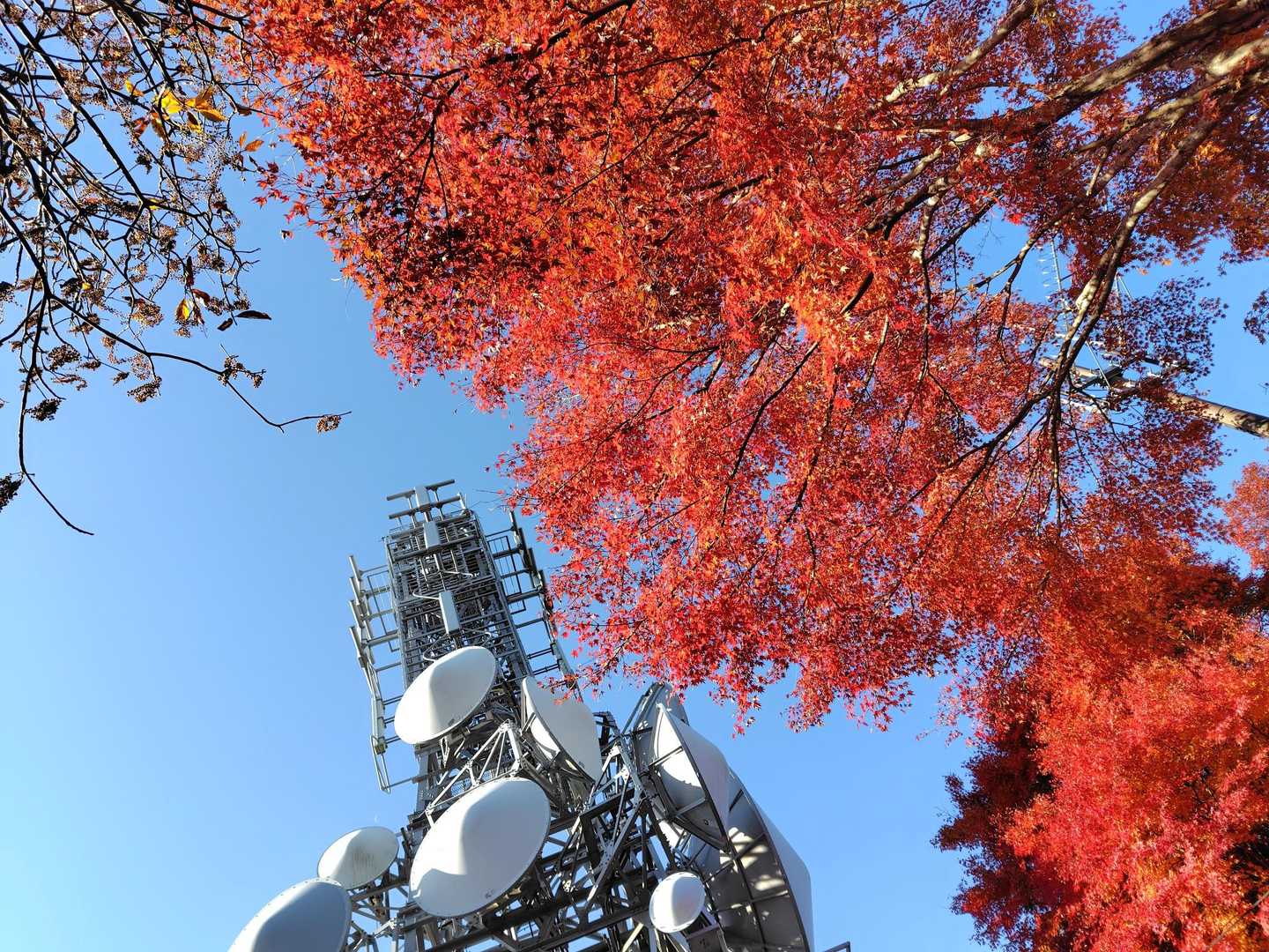 小塩山 西山ネット2025秋の作業〜その5〜 / かつを（⁠๑⁠・〜・๑⁠）さんのポンポン山・釈迦岳・小塩山・若山の活動データ | YAMAP ...