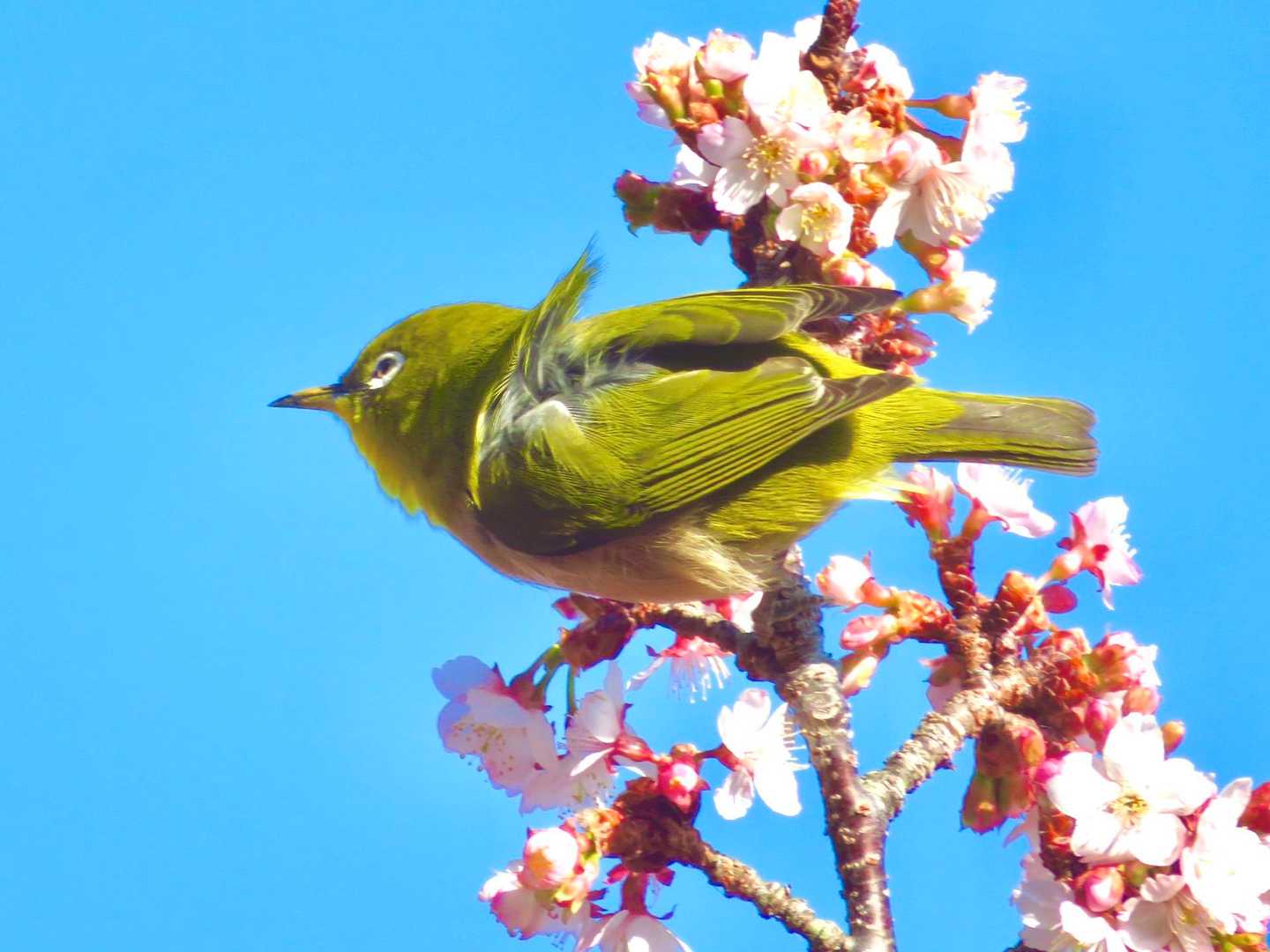 花嫁街道トレイル / jahmadaさんのBOSO BIKE&HIKE ADVENTUREの活動データ | YAMAP / ヤマップ
