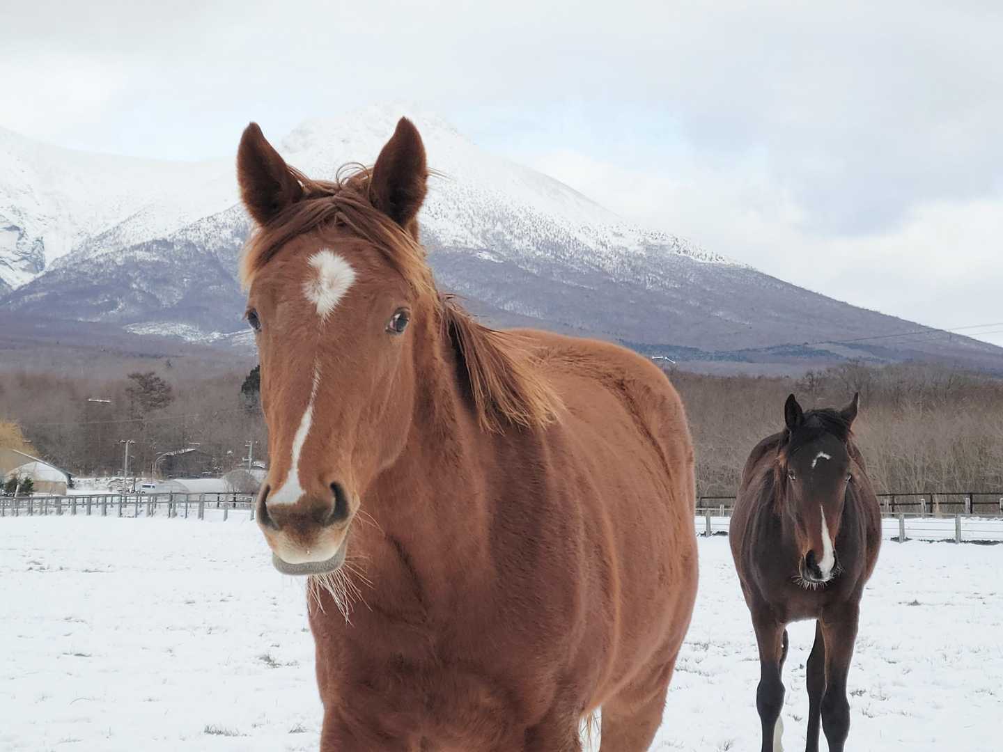 🐴うま年なので駒ヶ岳と駿馬 / 原っぱさんのウォーキングの活動データ | YAMAP / ヤマップ