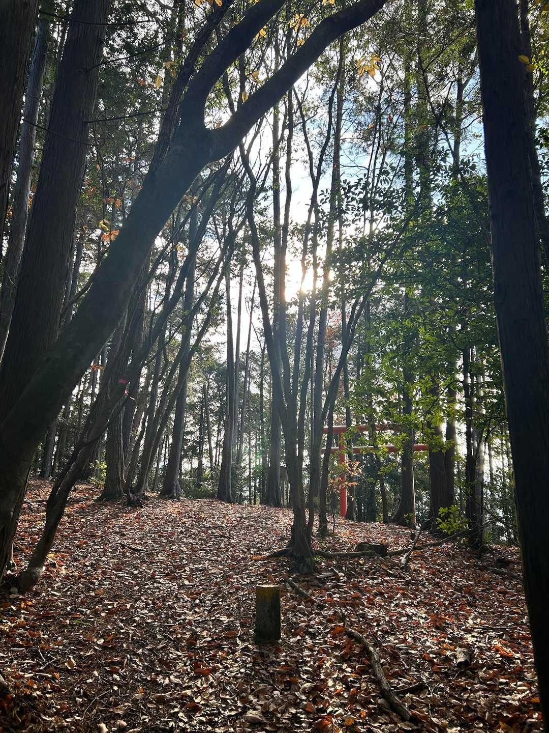 御陵三山〜鏡山・聖山・神山〜 / サンさんの京都一周トレイルの活動データ | YAMAP / ヤマップ