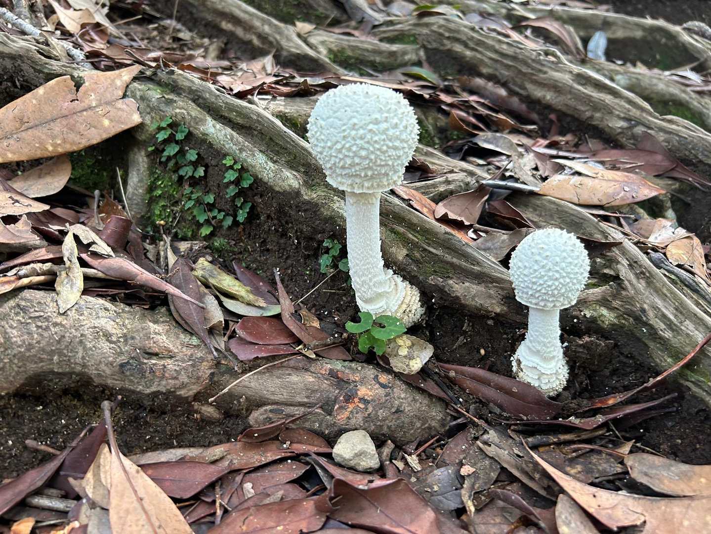 双石山 初めましてのキノコさん達🍄 / みゆ山さんの双石山・花切山・岩壺山の活動データ | YAMAP / ヤマップ