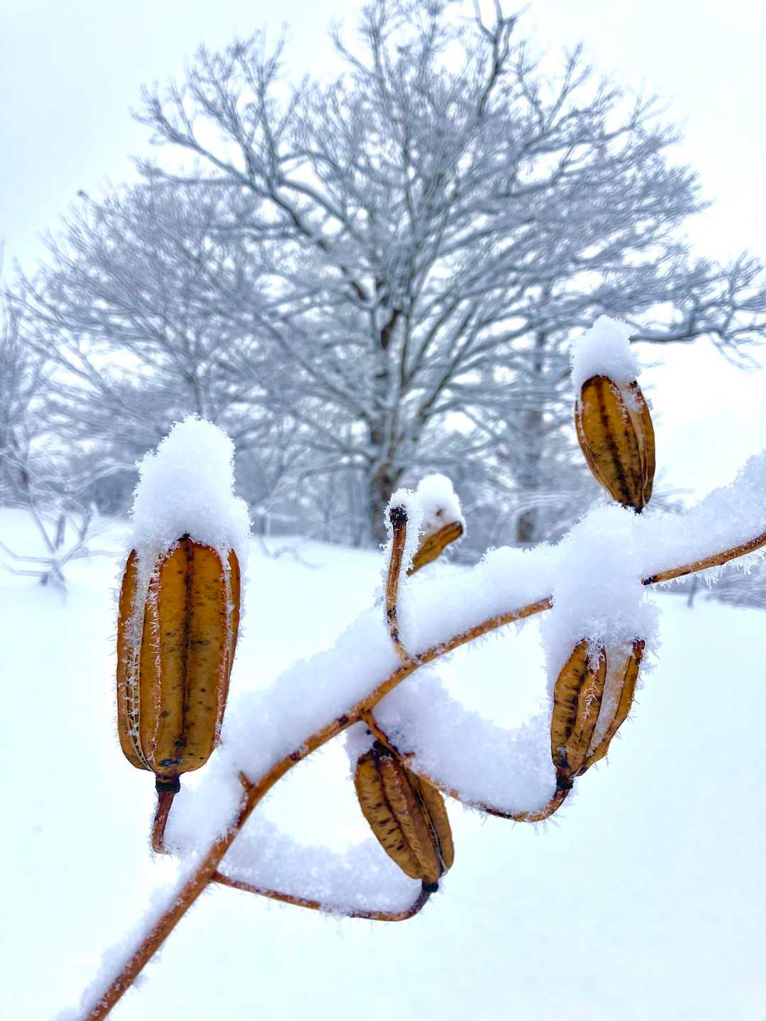 刈和野黒森山-2026-01-03 / ばりこさんのウォーキングの活動データ | YAMAP / ヤマップ