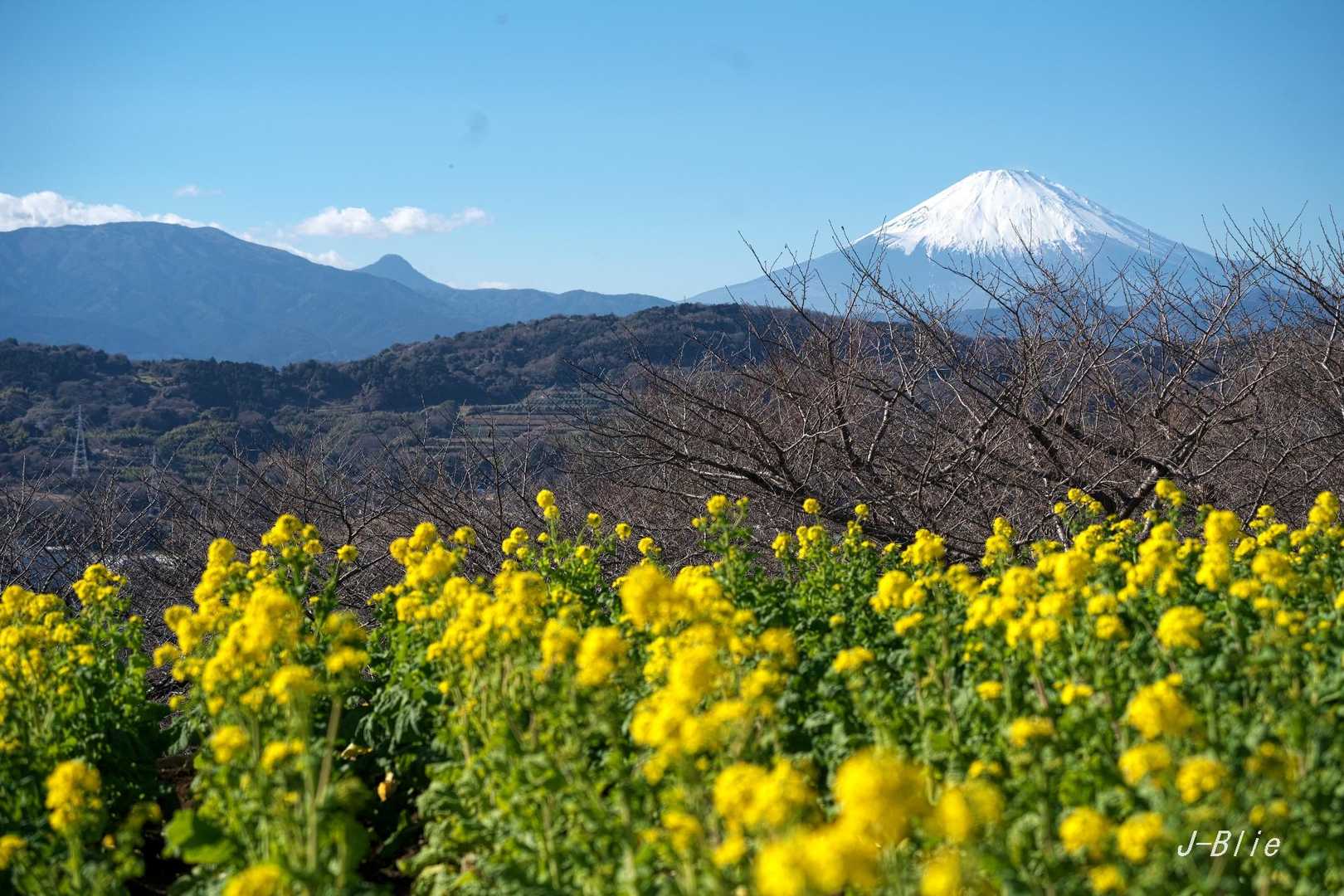 2026-01-10 駅からハイキング・JR二宮駅 / J-Blueさんのハイキングの活動データ | YAMAP / ヤマップ