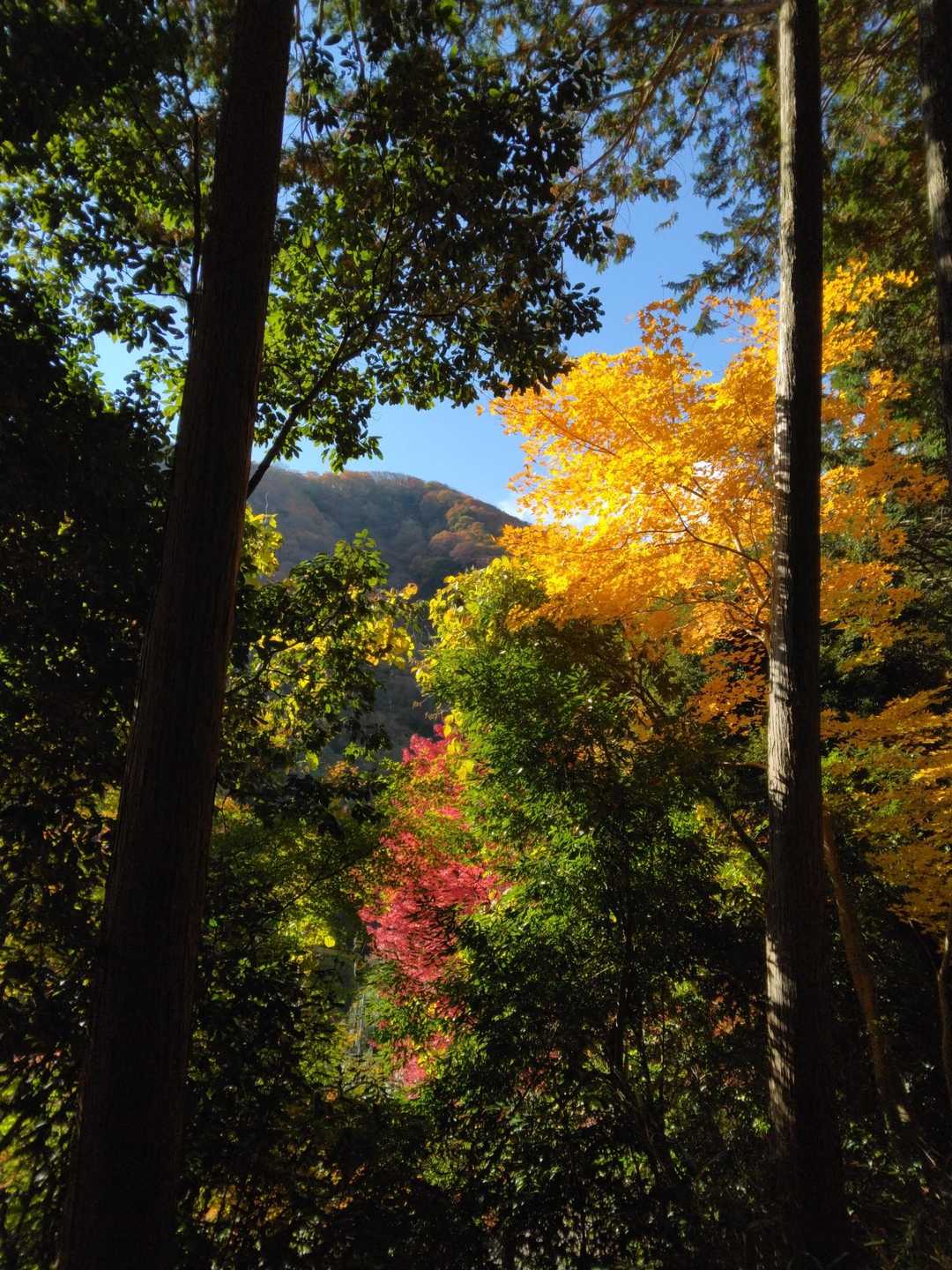 三方山・小倉山・養老山 / Kakkoさんの養老山・笙ヶ岳・三方山の活動データ | YAMAP / ヤマップ