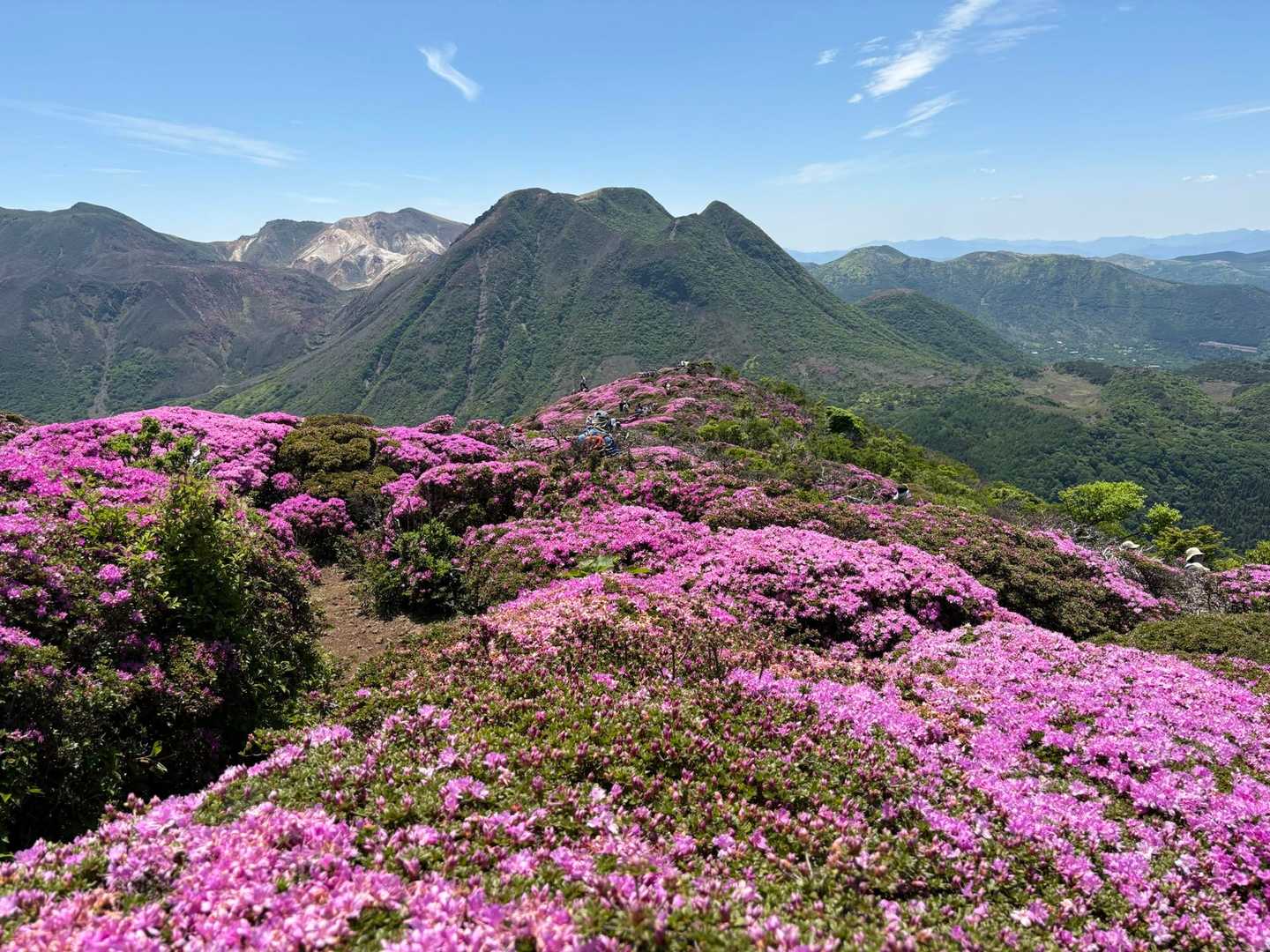 平治岳🌸ミヤマキリシマ花盛り🌸 / guchiの登山データ | YAMAP / ヤマップ