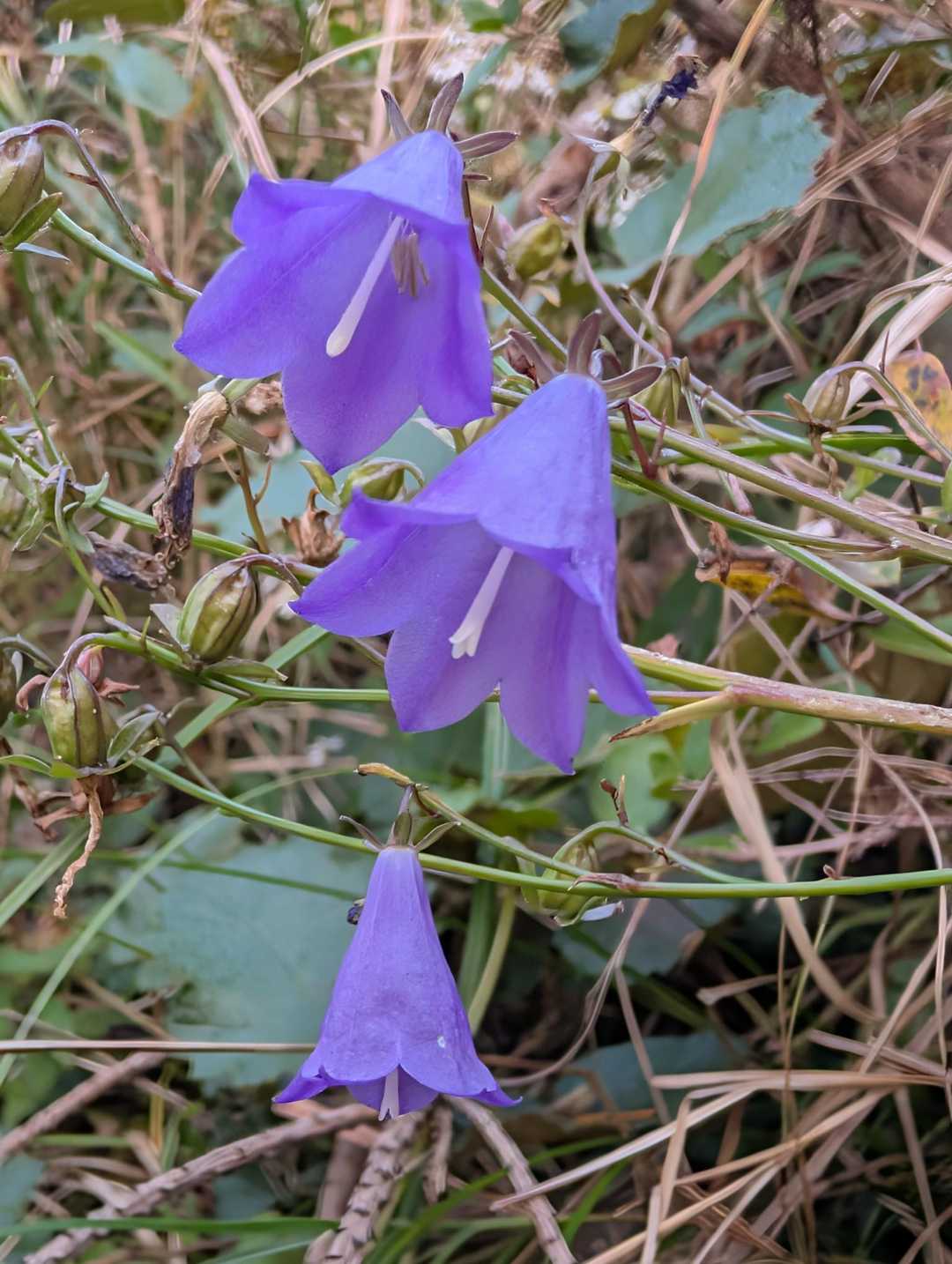 平戸で花散策 / Mikiさんのウォーキングの活動データ | YAMAP / ヤマップ