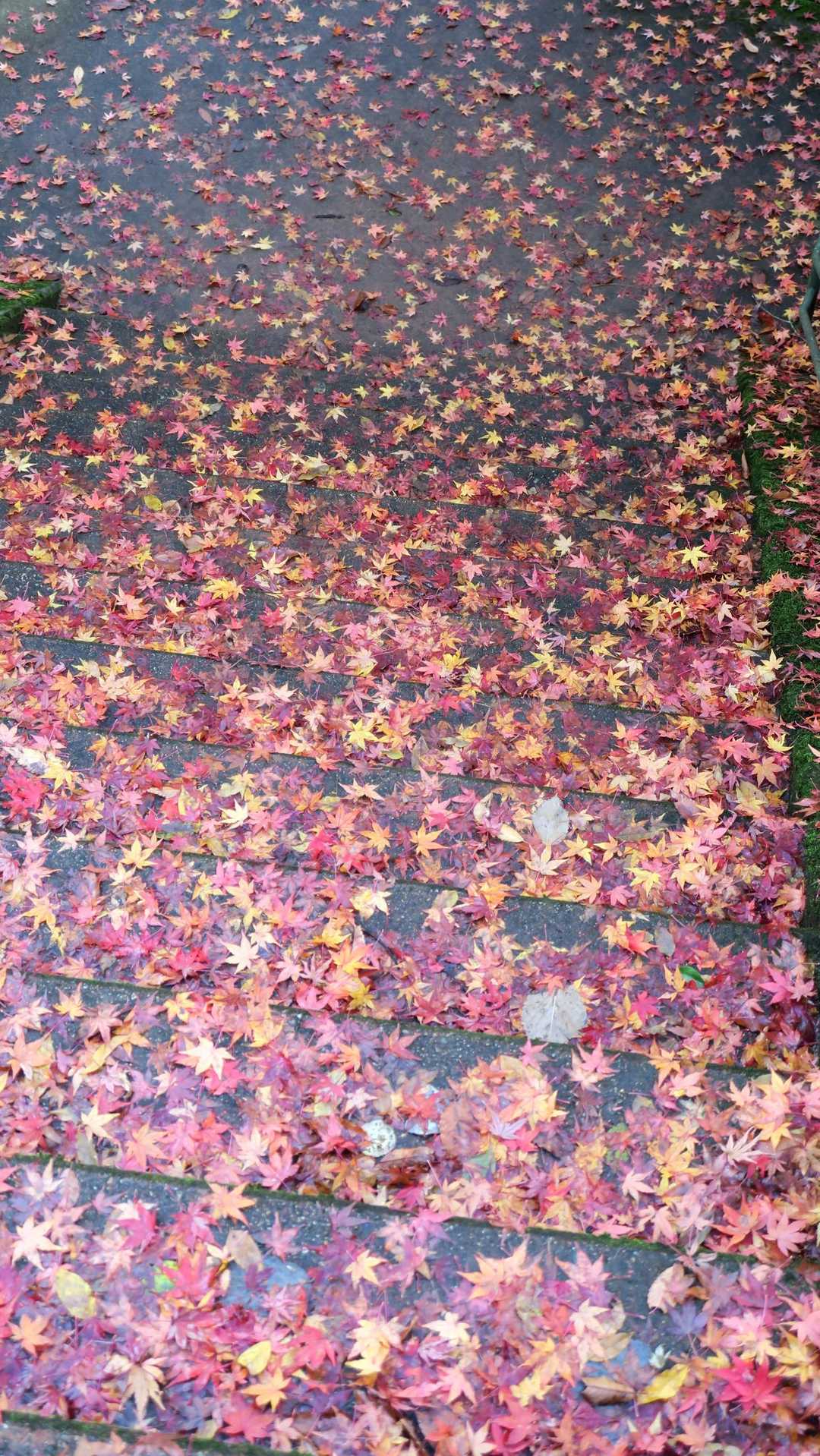 宮島峡・稲葉山牧場の紅葉🍁🍂 昼過... / tomo1990さんのモーメント | YAMAP / ヤマップ