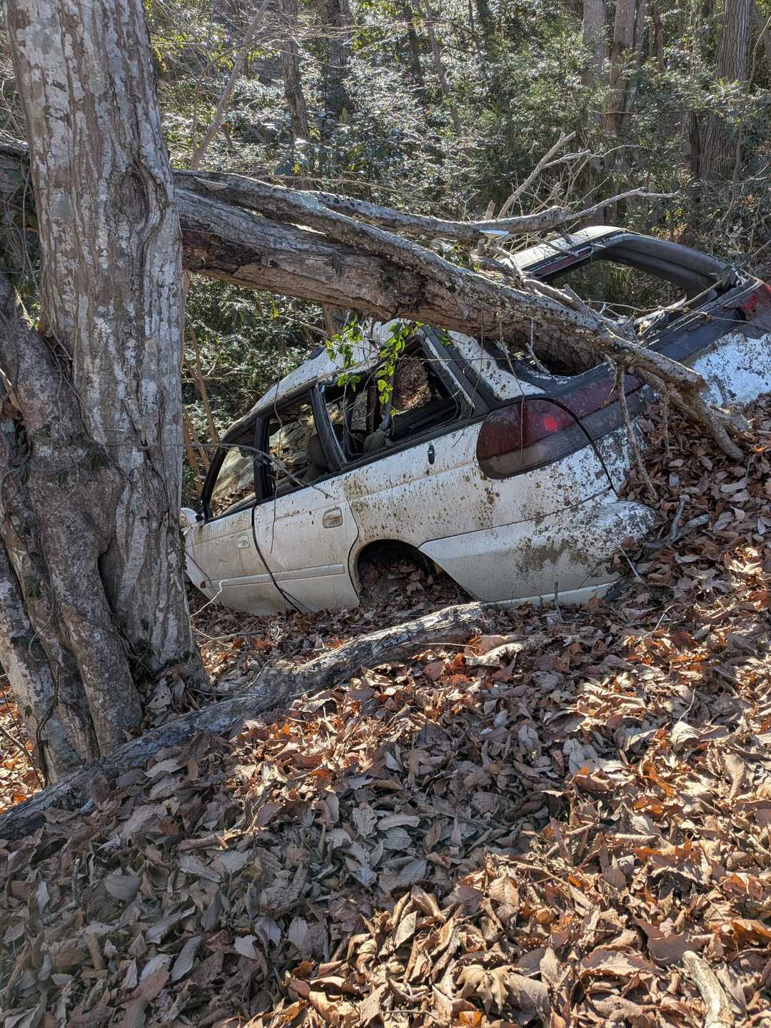 日連アルプス ティラノサウルス / ねここねこさんの石老山・ 石砂山の活動データ | YAMAP / ヤマップ