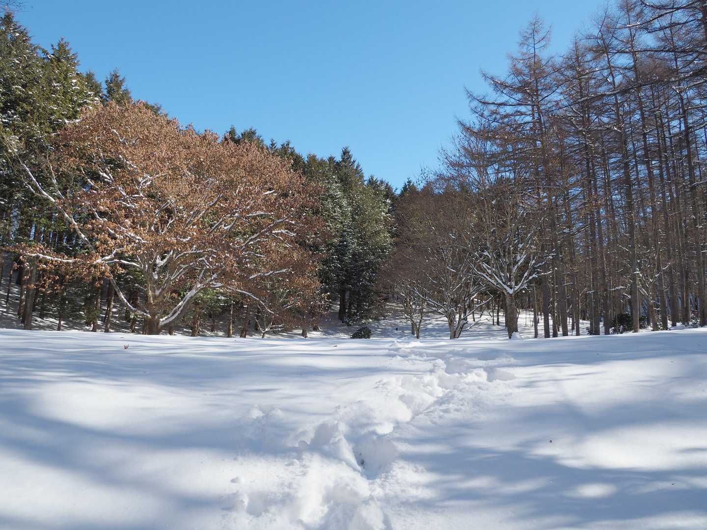 新雪の武甲山縦走（名郷→浦山口） / sunkenragsさんの武甲山・伊豆ヶ岳・小持山の活動データ | YAMAP / ヤマップ