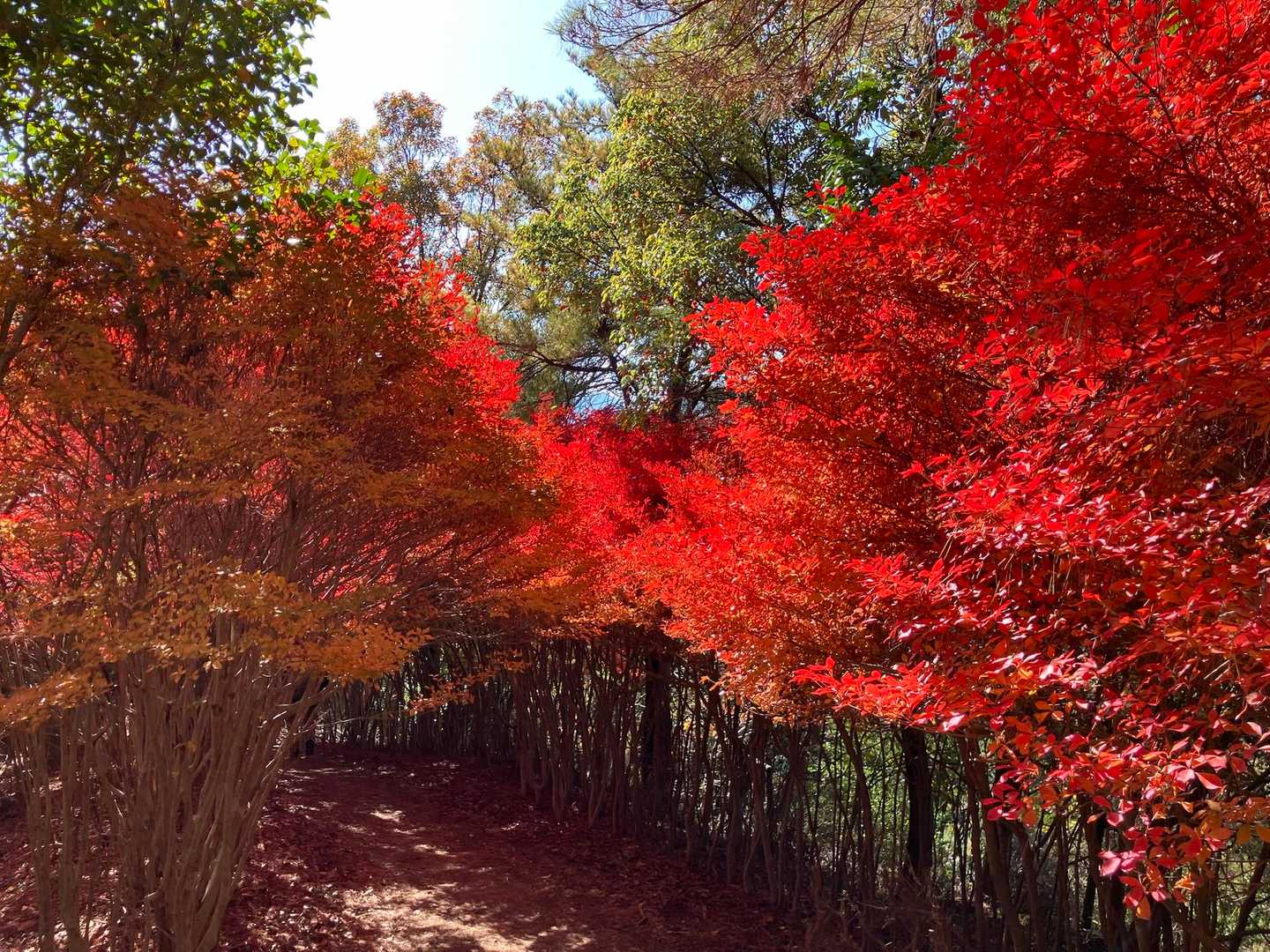 岩石山 / 一道さんの岩石山（岩石城）の活動データ | YAMAP / ヤマップ