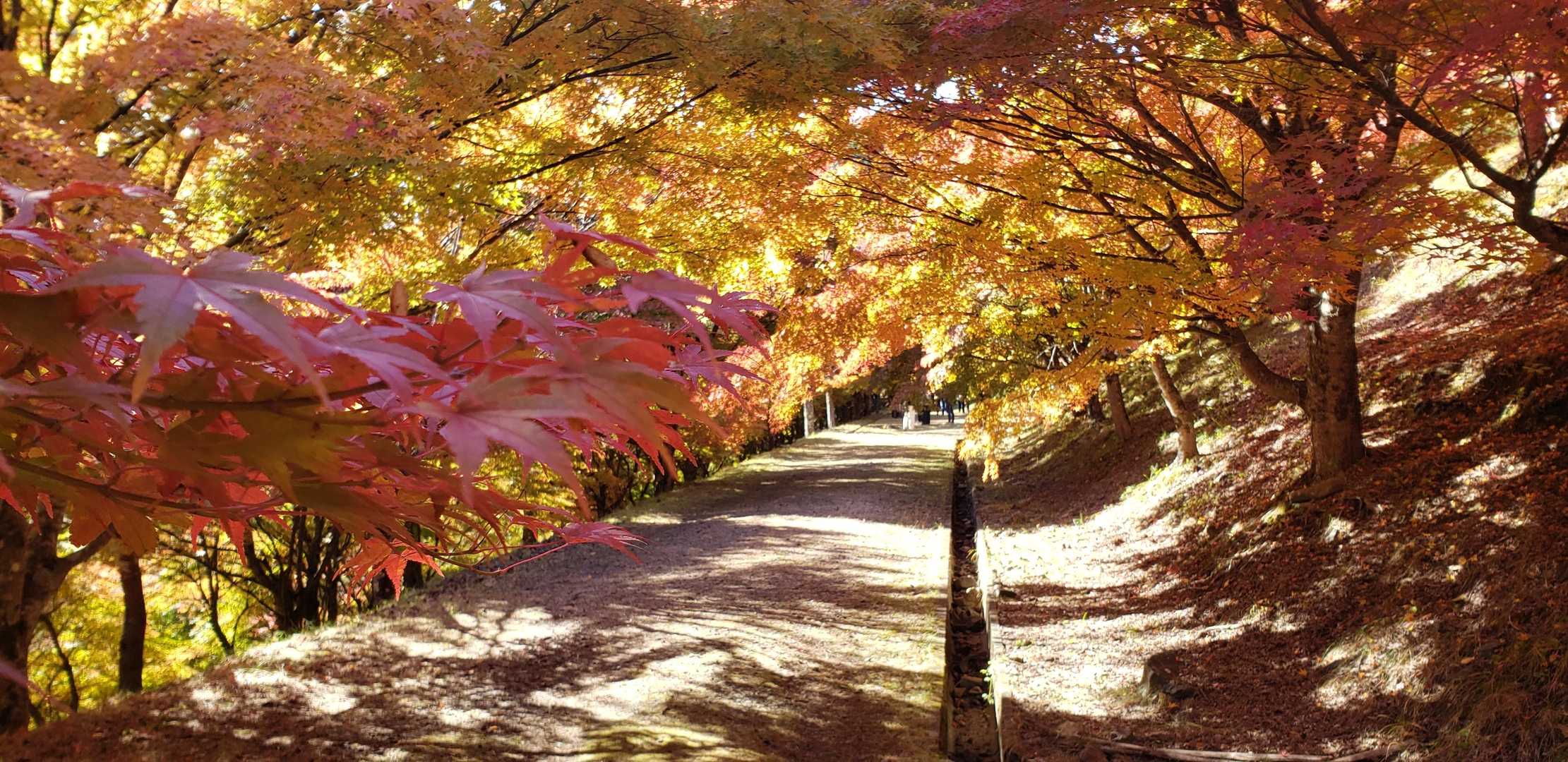 もみじ湖🍁散策 / うつぼさんの守屋山の活動データ | YAMAP / ヤマップ