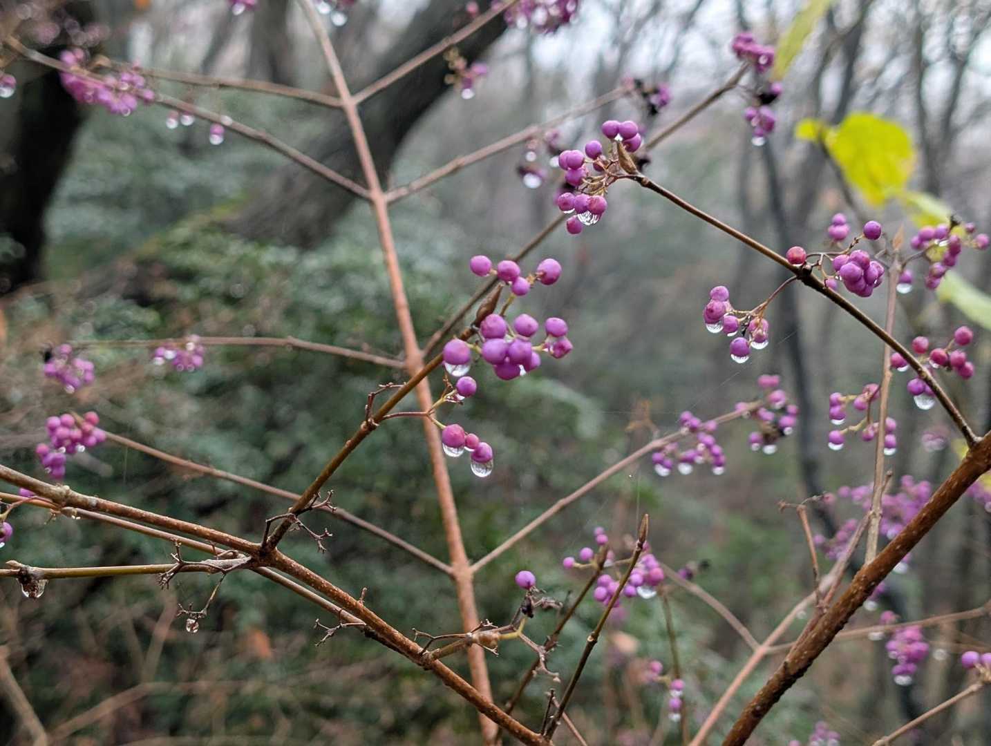 この選択肢しかなかった「二上山・城山」 / 元さんさんの二上山・大師ヶ岳・摩頂山の活動データ | YAMAP / ヤマップ