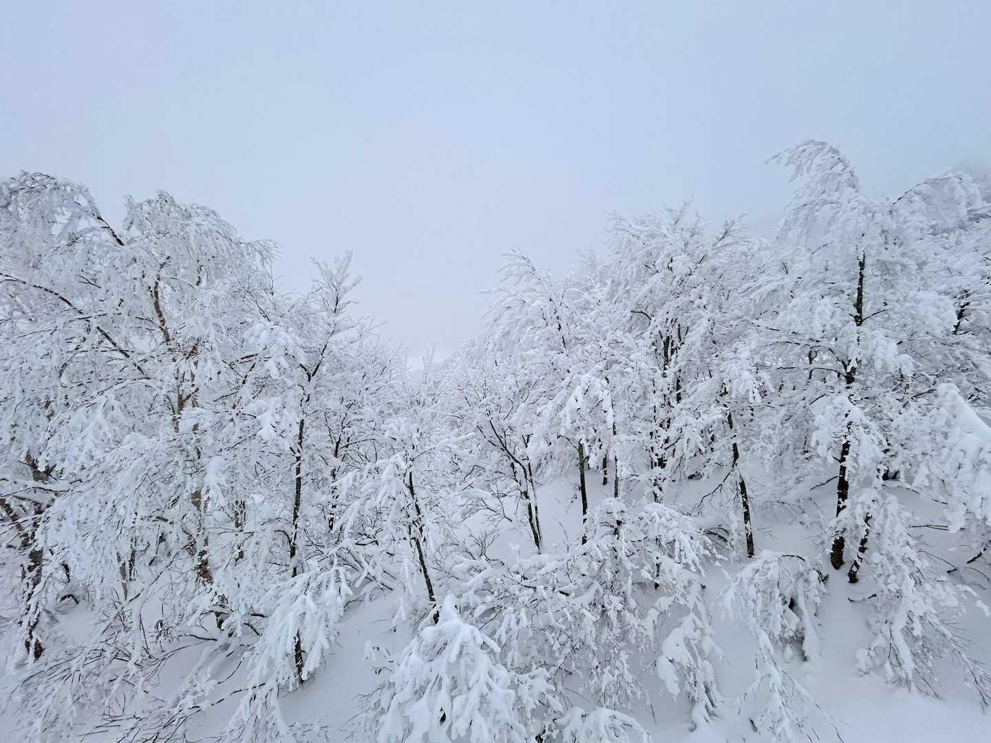 鳥兜山 / PANAPPさんの蔵王山・雁戸山・不忘山の活動データ | YAMAP / ヤマップ