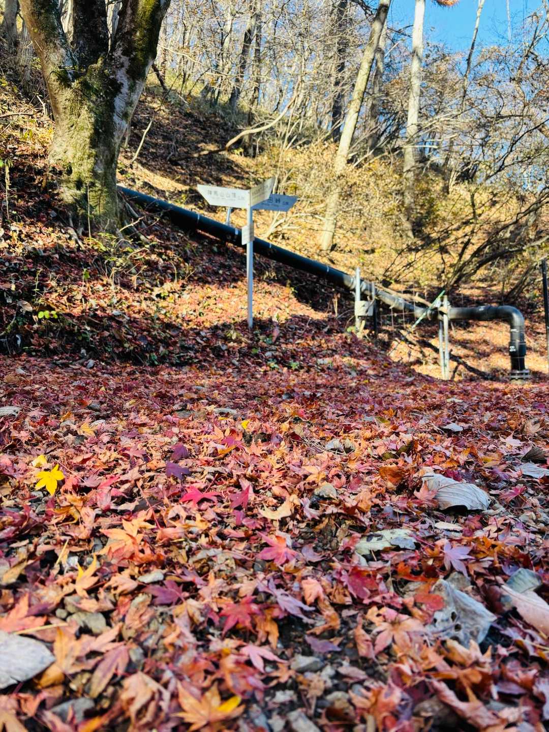 高尾トラサル / yukさんのランニングの活動データ | YAMAP / ヤマップ