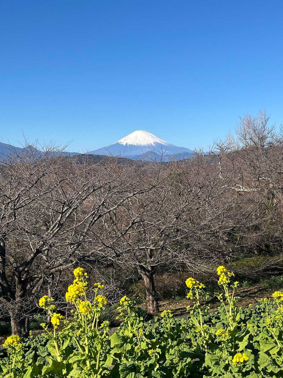 吾妻山、富士山と菜花 / 51番さんの高麗山・湘南平・鷹取山の活動データ | YAMAP / ヤマップ