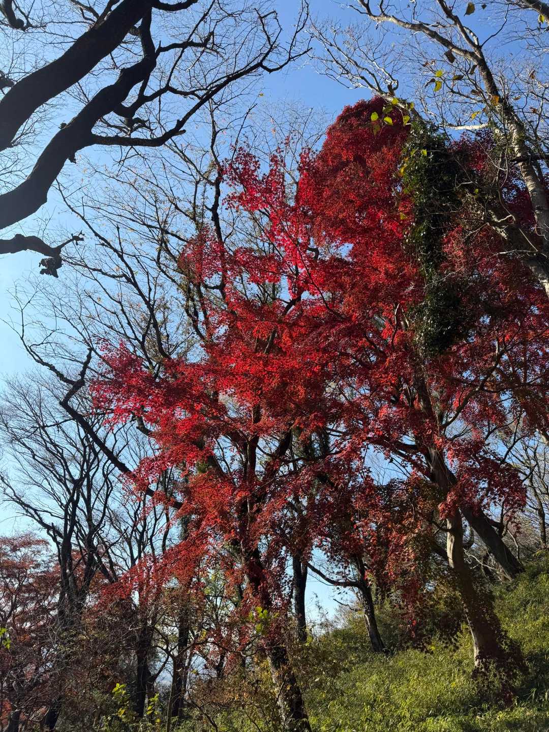 宝篋山 / かつみさんの宝篋山・富岡山の活動データ | YAMAP / ヤマップ
