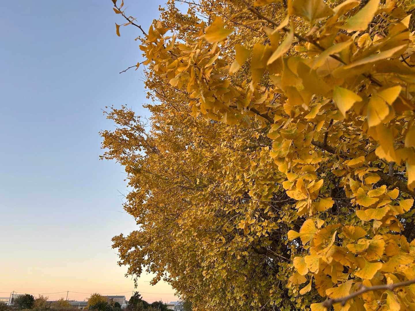 今日は多度山⛰️やっと85回目 / macoさんの多度山・美濃松山・石津御嶽の活動データ | YAMAP / ヤマップ