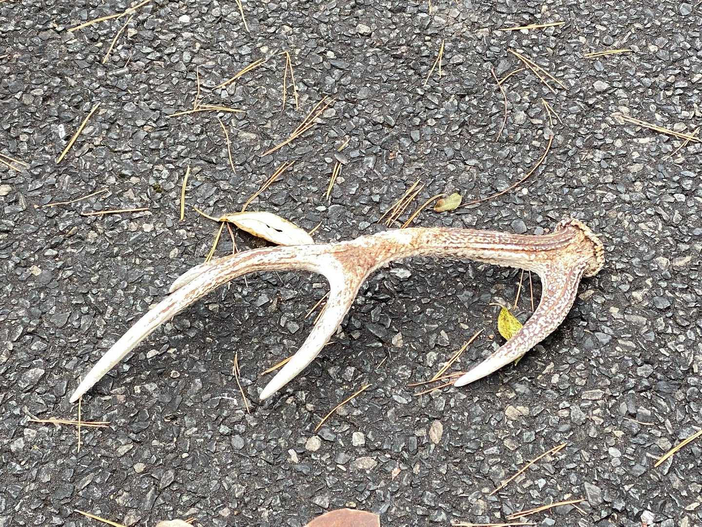 長谷山(福岡県嘉麻市) / だんごむしさんの長谷山の活動データ | YAMAP / ヤマップ