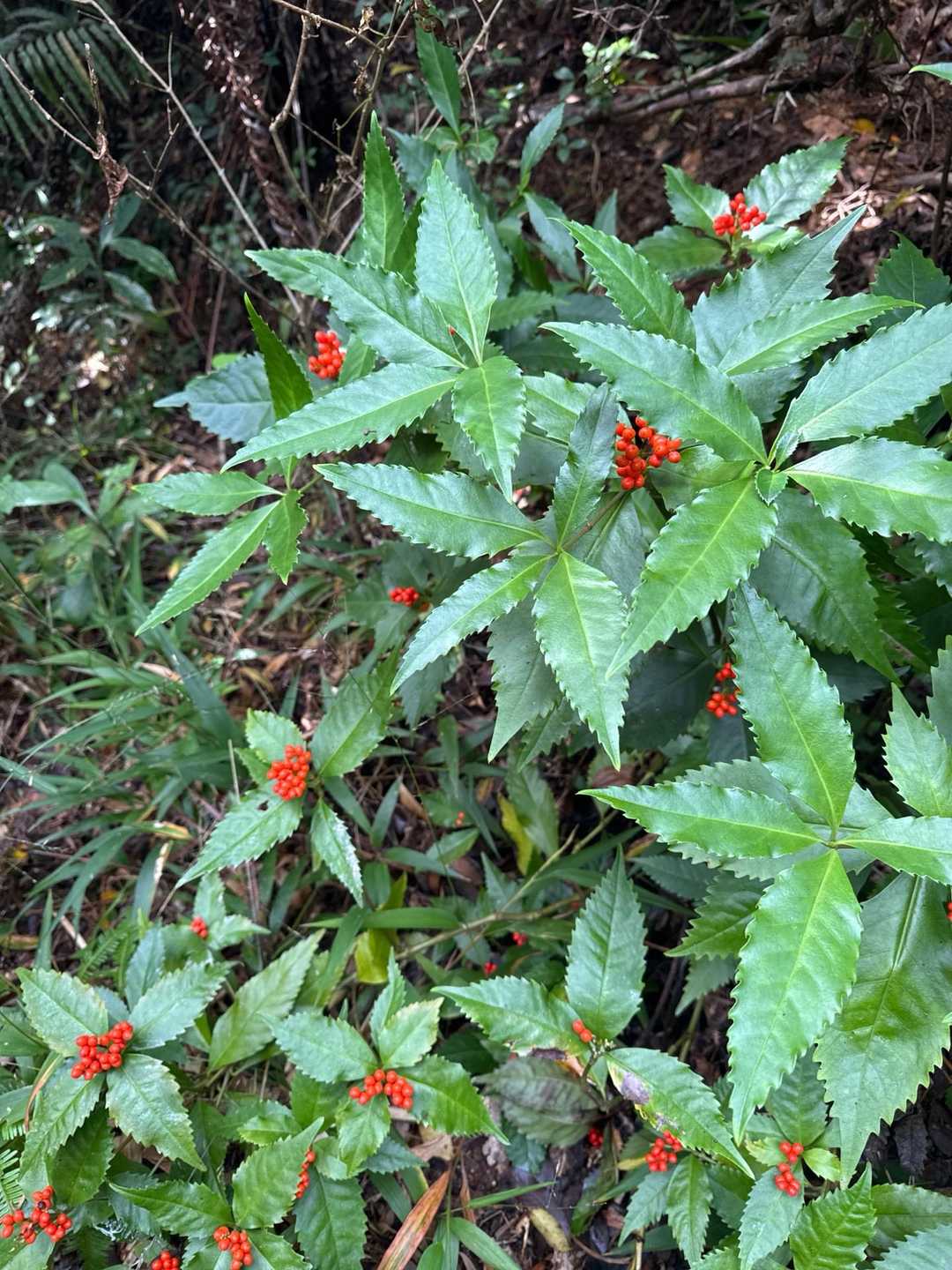 伊湯岳 / Leyさんの玉辻山の活動データ | YAMAP / ヤマップ