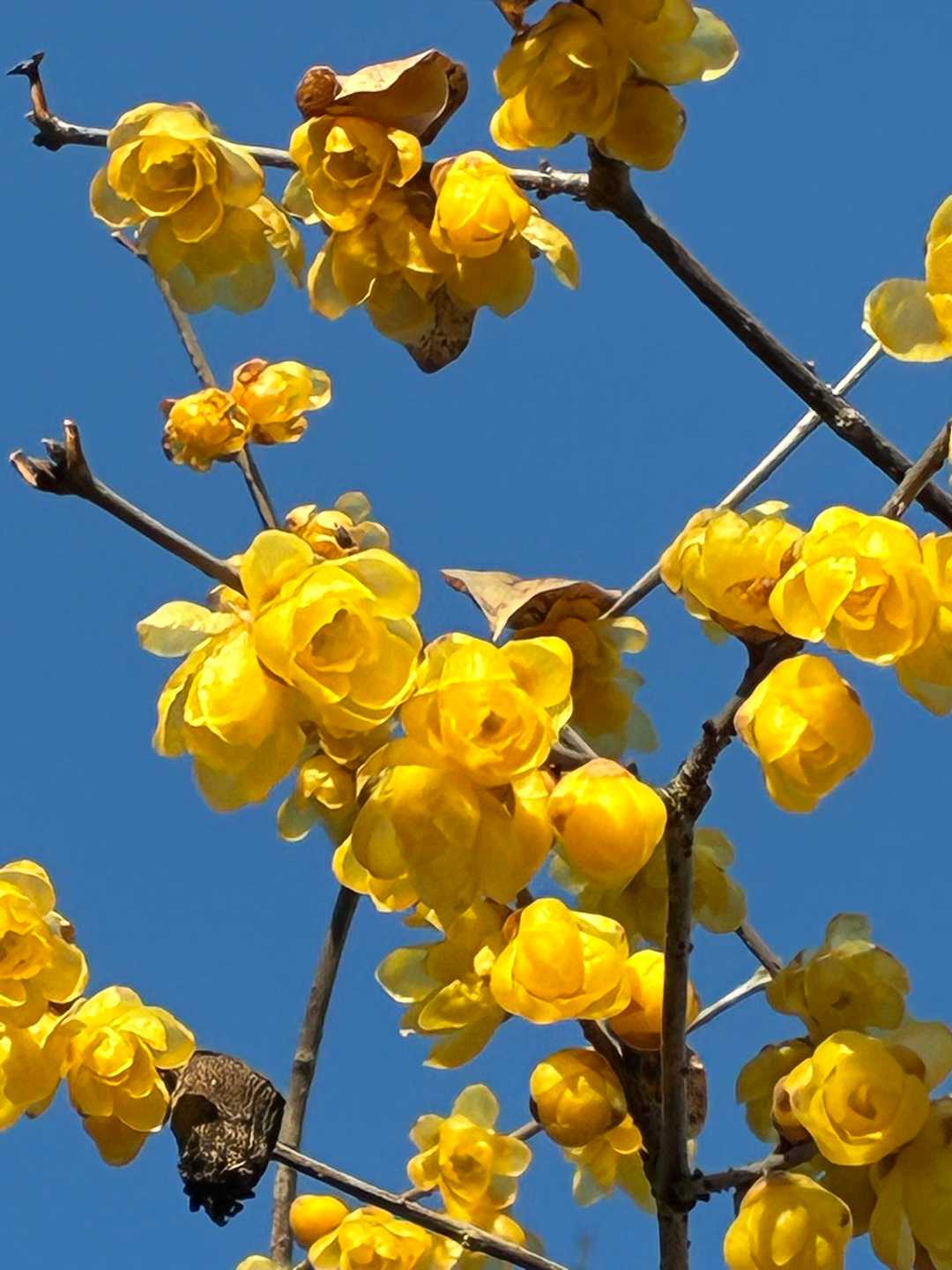 岩本山・小明星・明星山 / かょさんの岩本山・明星山の活動データ | YAMAP / ヤマップ