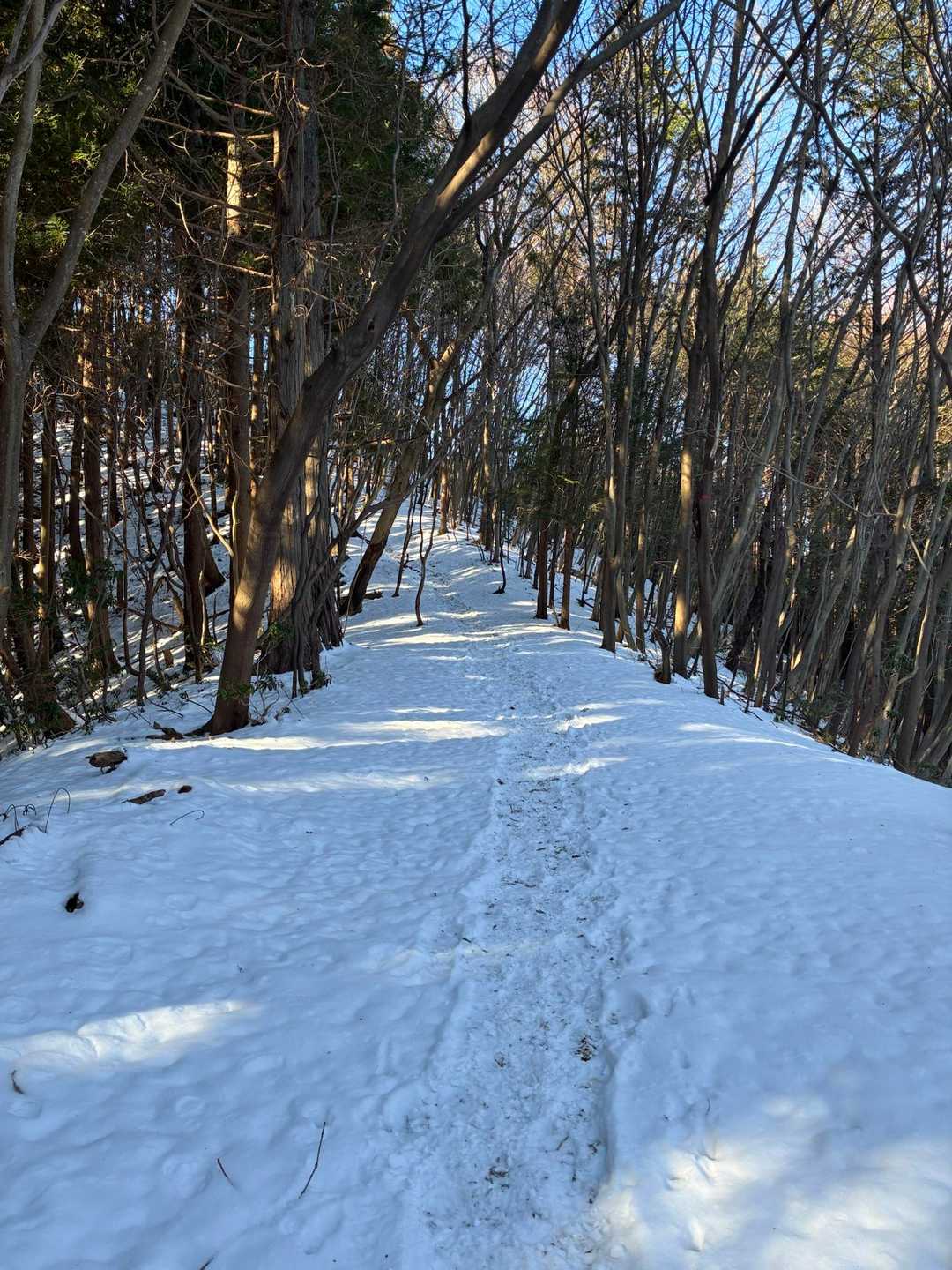 伊豆ヶ岳他縦走（正丸駅→⛰️→吾野駅） / niniさんの武甲山・伊豆ヶ岳・小持山の活動データ | YAMAP / ヤマップ