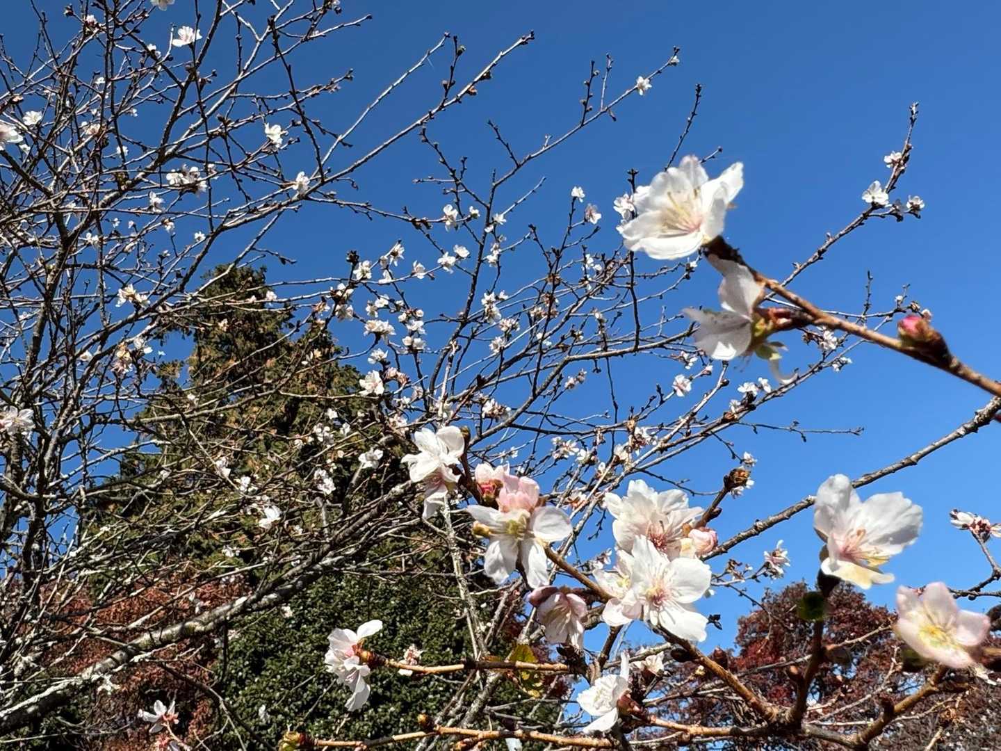 紅葉と冬桜🍁🌸桜山公園 / MAYUMIさんの御荷鉾山・オドケ山・桐ノ城山の活動データ | YAMAP / ヤマップ