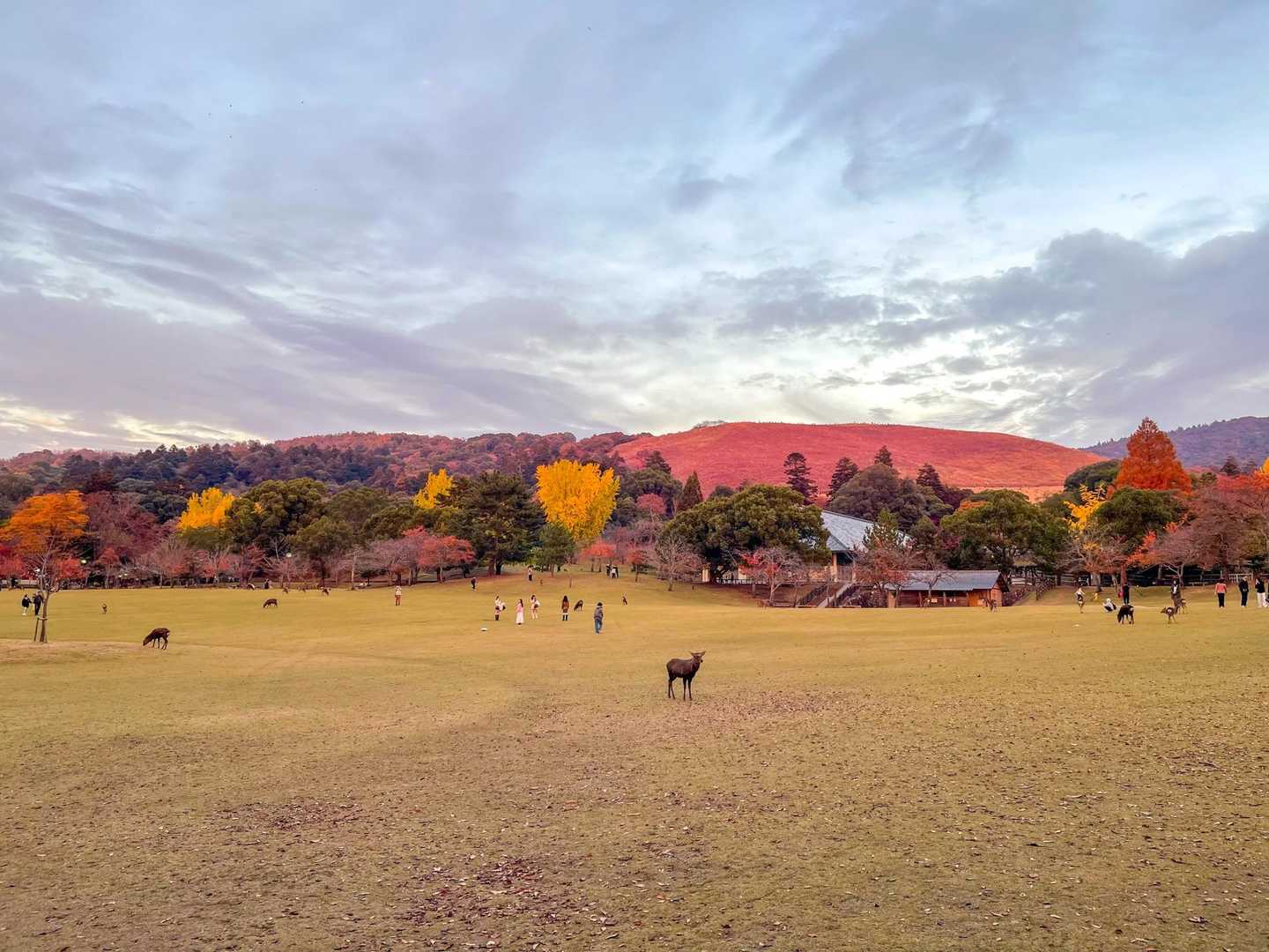 関西遠征2日目🫎番外編🫎♡ / こむぎさんのウォーキングの活動データ | YAMAP / ヤマップ