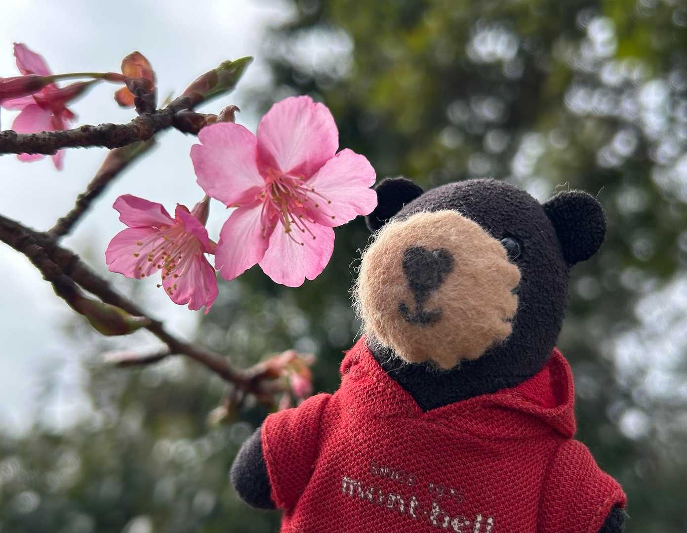 ワイルドルート経由で((´∀`*)) 三角台・龍王山 / datinさんの鎮南山の活動データ | YAMAP / ヤマップ