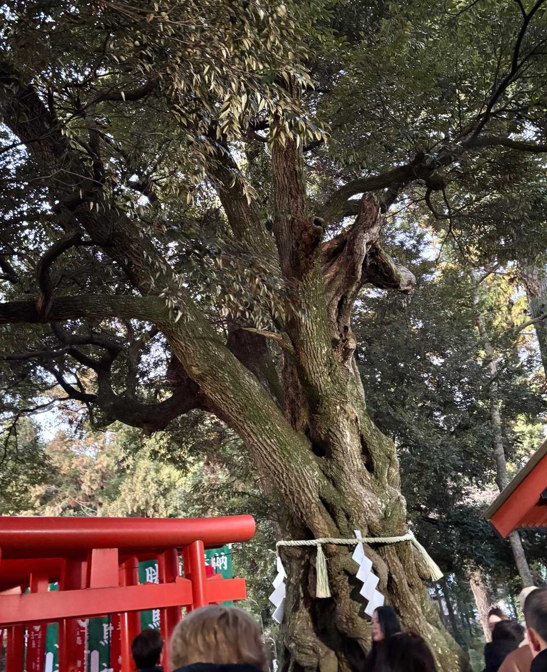 2026.1.3 勝馬神社🐎初詣 / のら😸さんのウォーキングの活動データ | YAMAP / ヤマップ