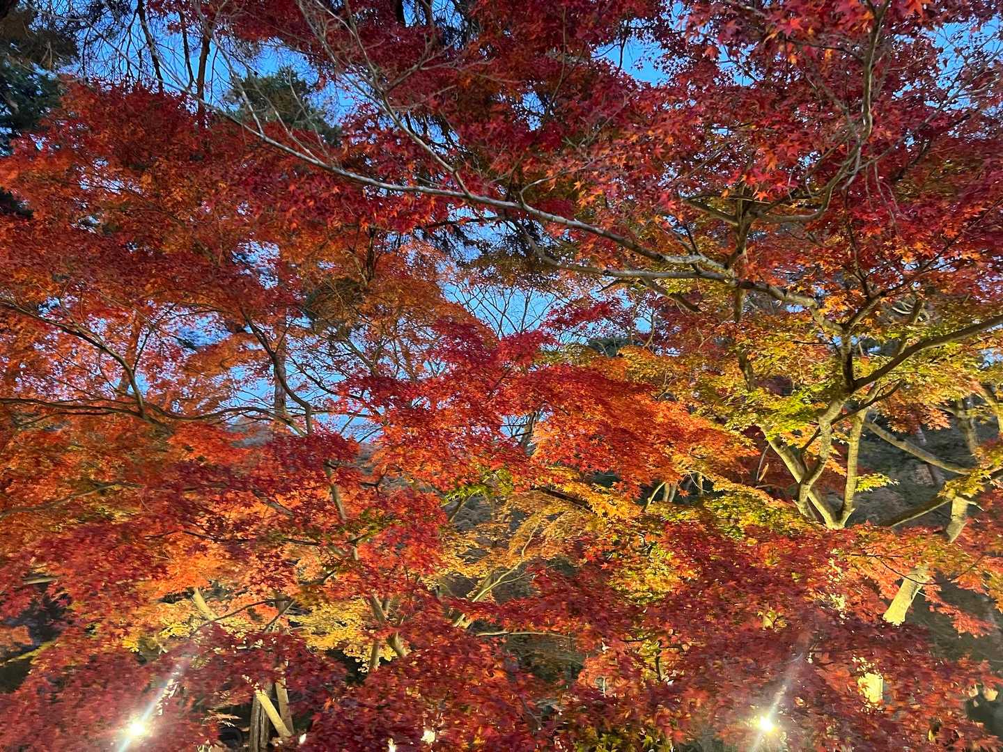 🍁紅葉ハンター🍁 〜後編〜月の石もみじ公園 / 🌺SAE🌺さんの観光の活動データ | YAMAP / ヤマップ