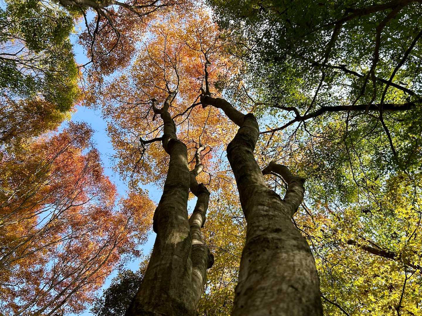 穴場すぎる紅葉さんぽ((´∀`*)) 妙音山 / datinさんの由布院町の活動データ | YAMAP / ヤマップ