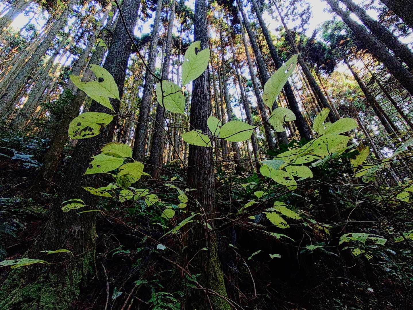 常陸国ロングトレイル③土岳 / よねさんの土岳・花貫渓谷・竪破山の活動データ | YAMAP / ヤマップ