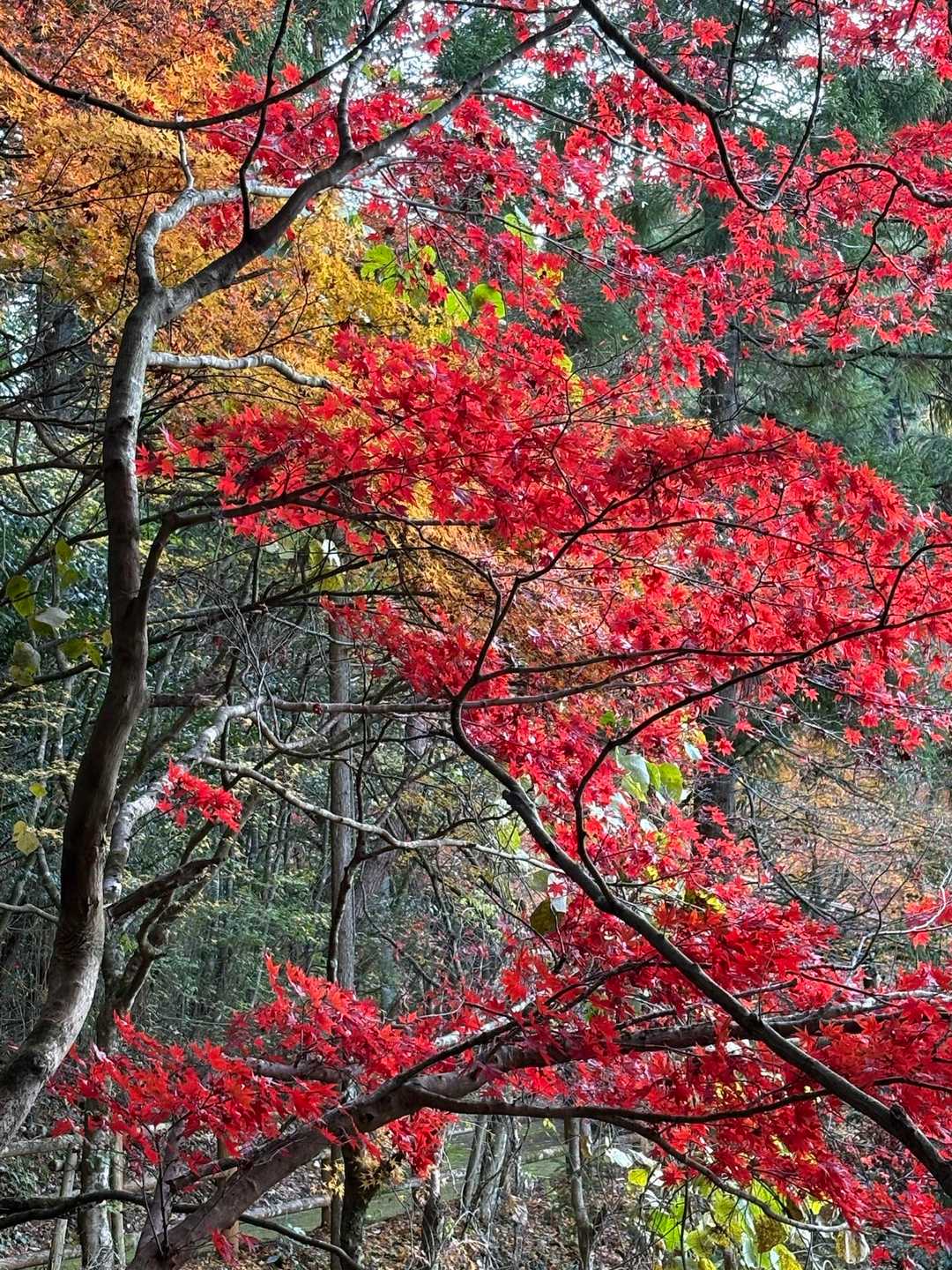 古城山 / ひろしさんの古城山の活動データ | YAMAP / ヤマップ