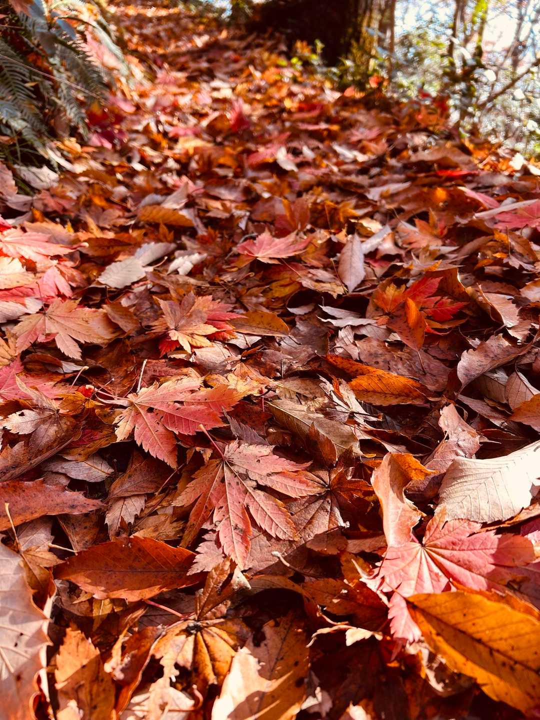快晴☀️国上山⛰️23 / katsu.fdさんの弥彦山・多宝山・雨乞山の活動データ | YAMAP / ヤマップ