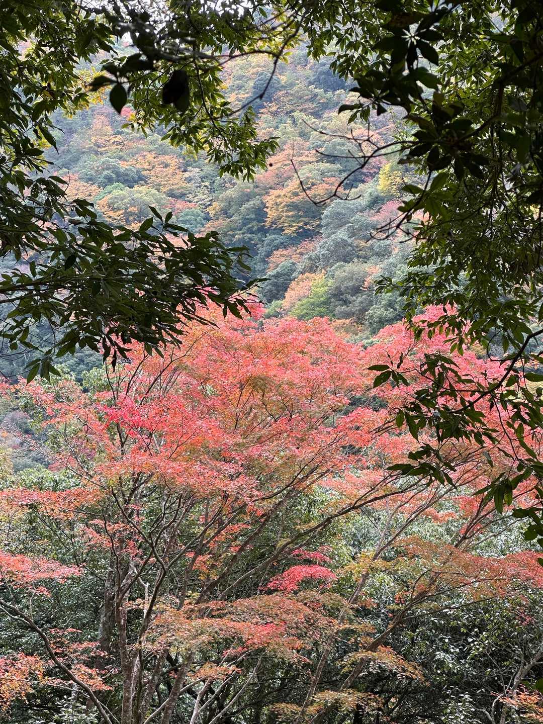 北摂大峰山 / gokurakutonboさんの中山・大峰山の活動データ | YAMAP / ヤマップ