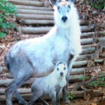 下山編・二ノ峰・三ノ峰 / 山人(やまんち)さんの五頭山・菱ヶ岳・宝珠山の活動データ | YAMAP / ヤマップ