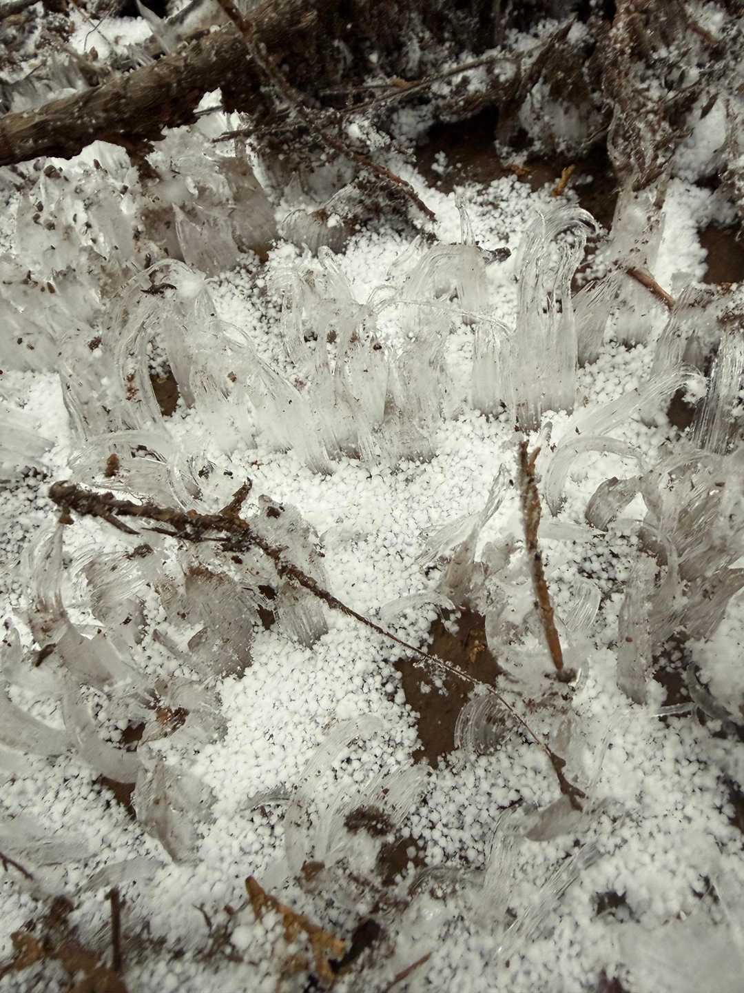 金剛山でチンアナゴ発見💡⁉️ / 山疾風（やまはやて）さんの金剛山・二上山・大和葛城山の活動データ | YAMAP / ヤマップ